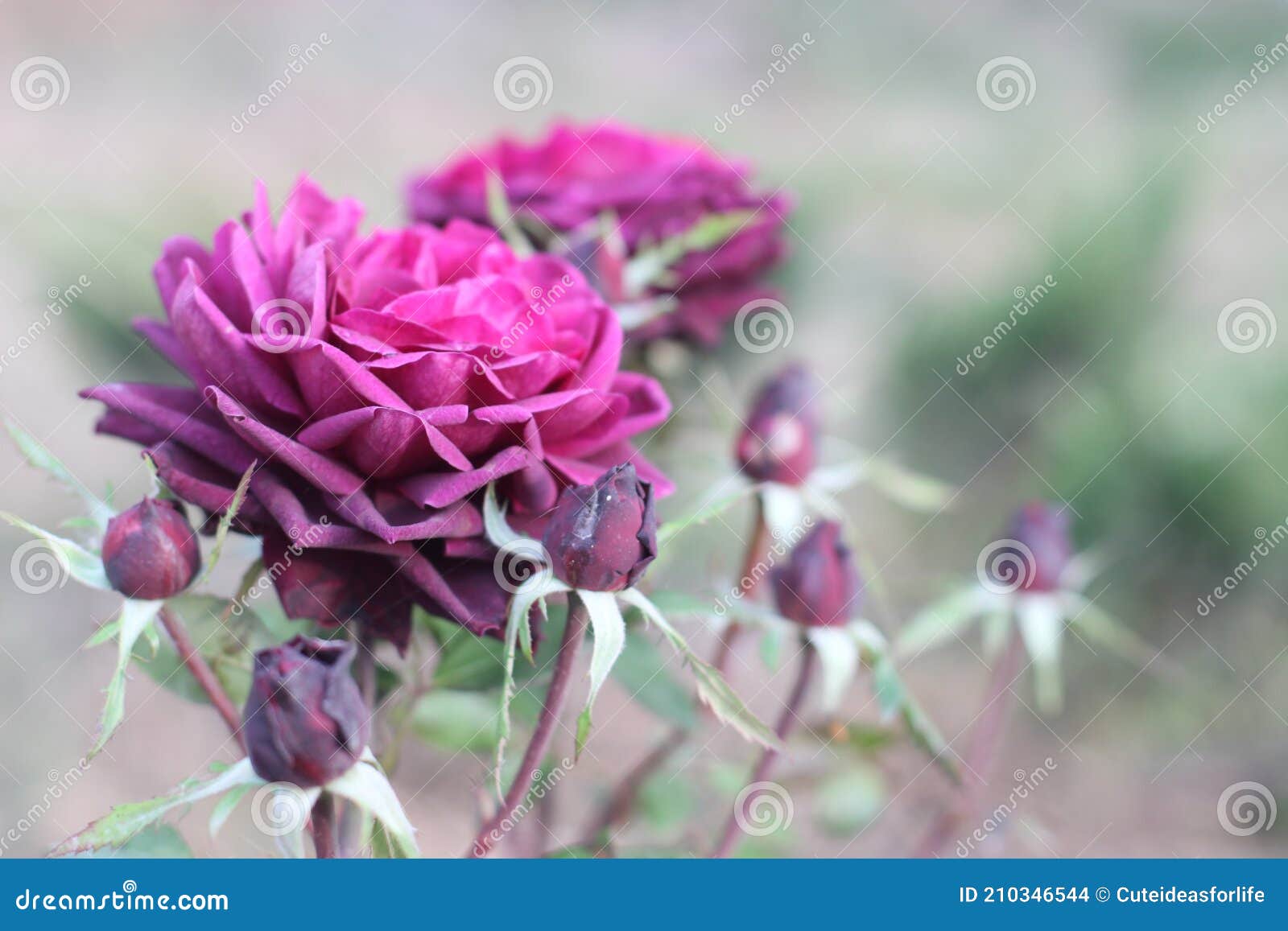 Wonderful Rose Bush Flower in Selective Focus Stock Photo - Image of ...