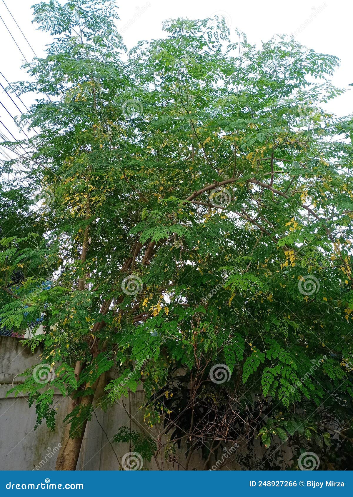 Wonderful Sajna tree. stock photo. Image of fruit, deciduous - 248927266