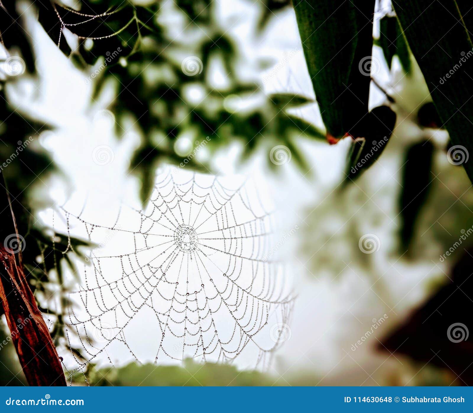 Wonderful Spider net stock photo. Image of spynet, wonderful - 114630648