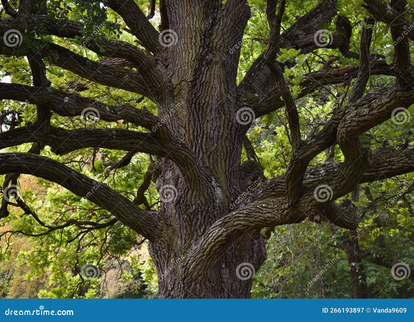 Wonderful Sprawling Tree in the Park Stock Image - Image of colorful ...
