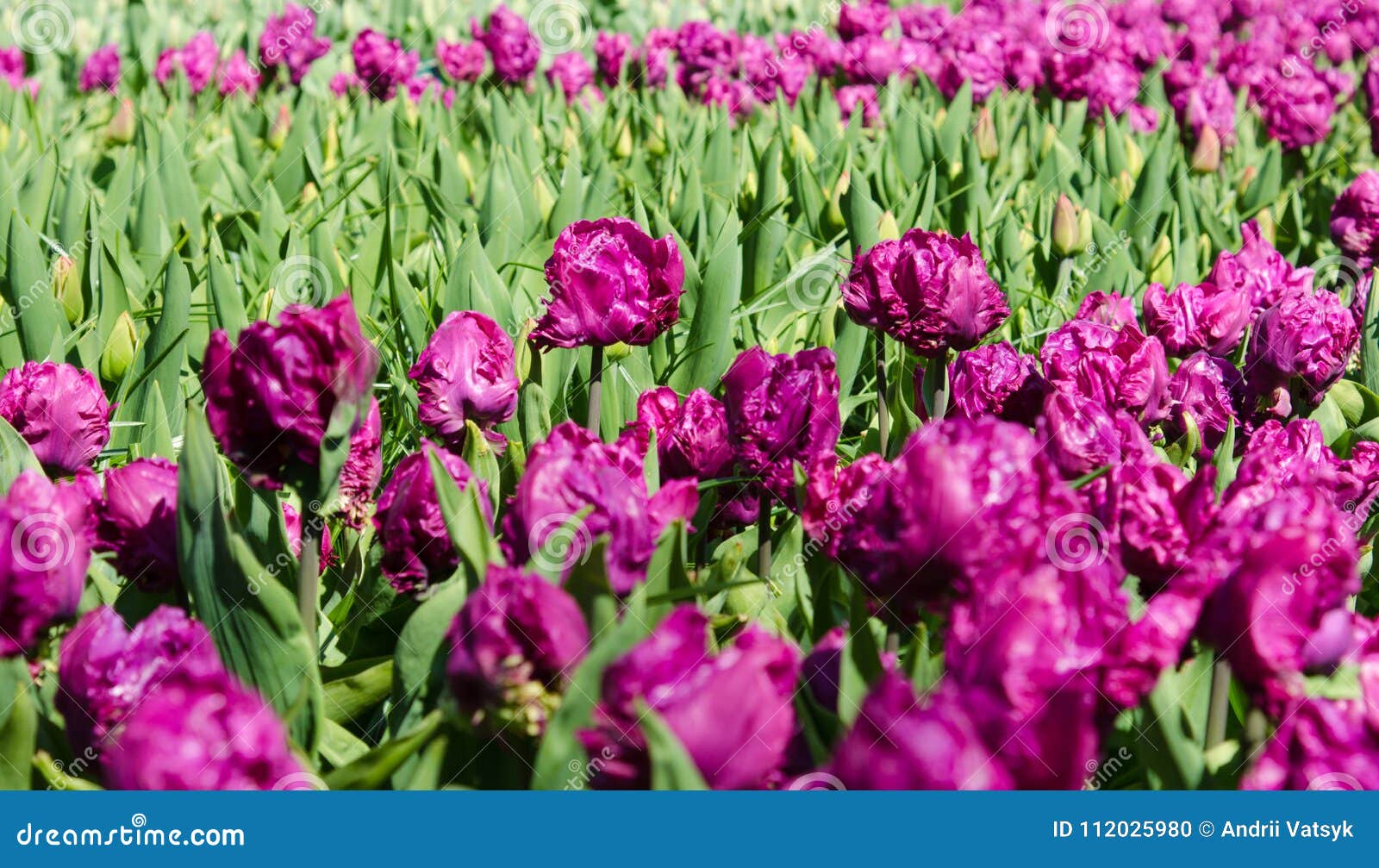 Wonderful Spring Landscape with Tulips Stock Photo - Image of beauty ...