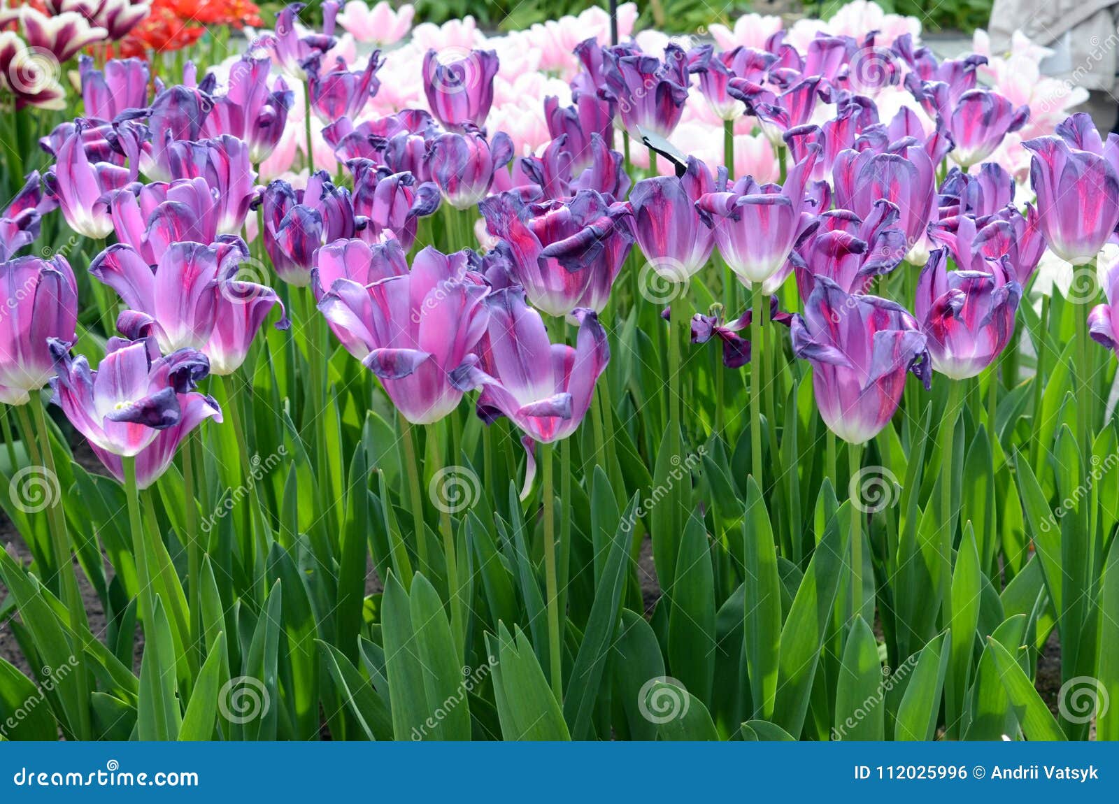 Wonderful Spring Landscape with Tulips Stock Photo - Image of fresh ...