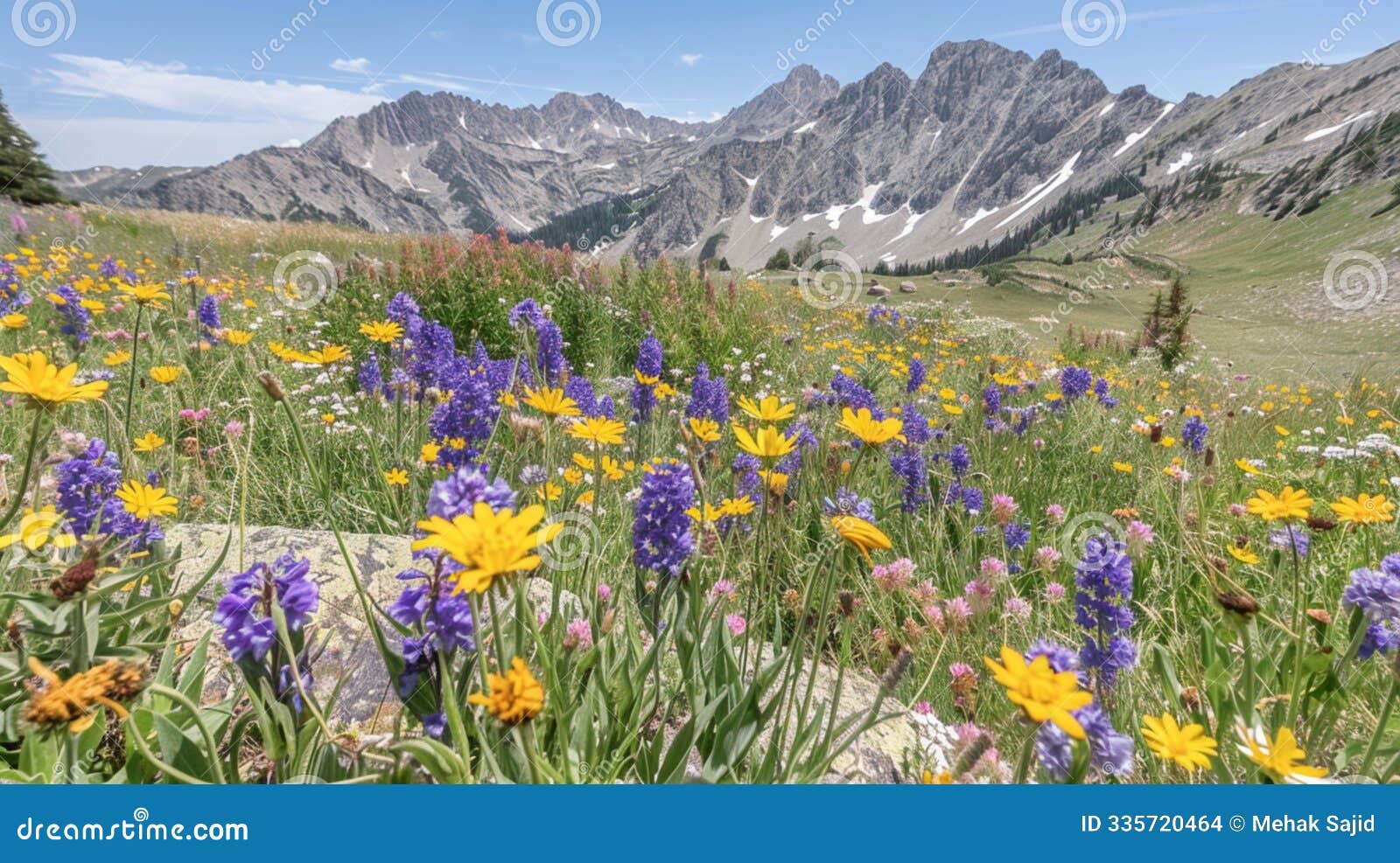 A Wonderful Spring Scene in the Mountains Stock Photo - Image of grass ...