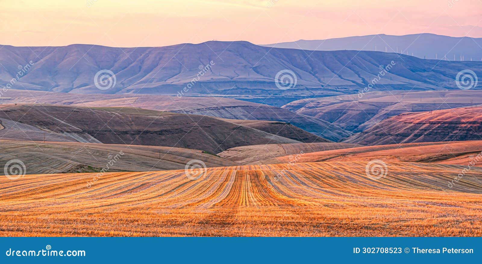 Fallow fields of wheat stock image. Image of river, textures - 302708523