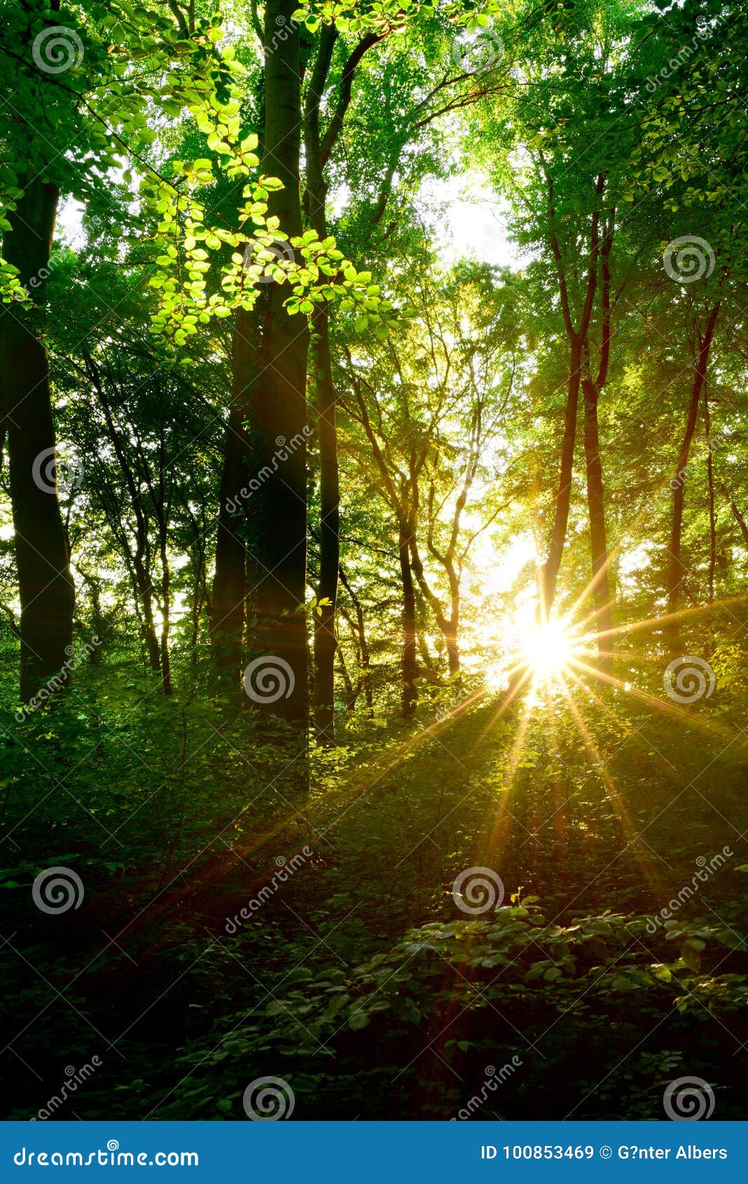 Sunset in forest stock image. Image of tree, light, leaves - 100853469