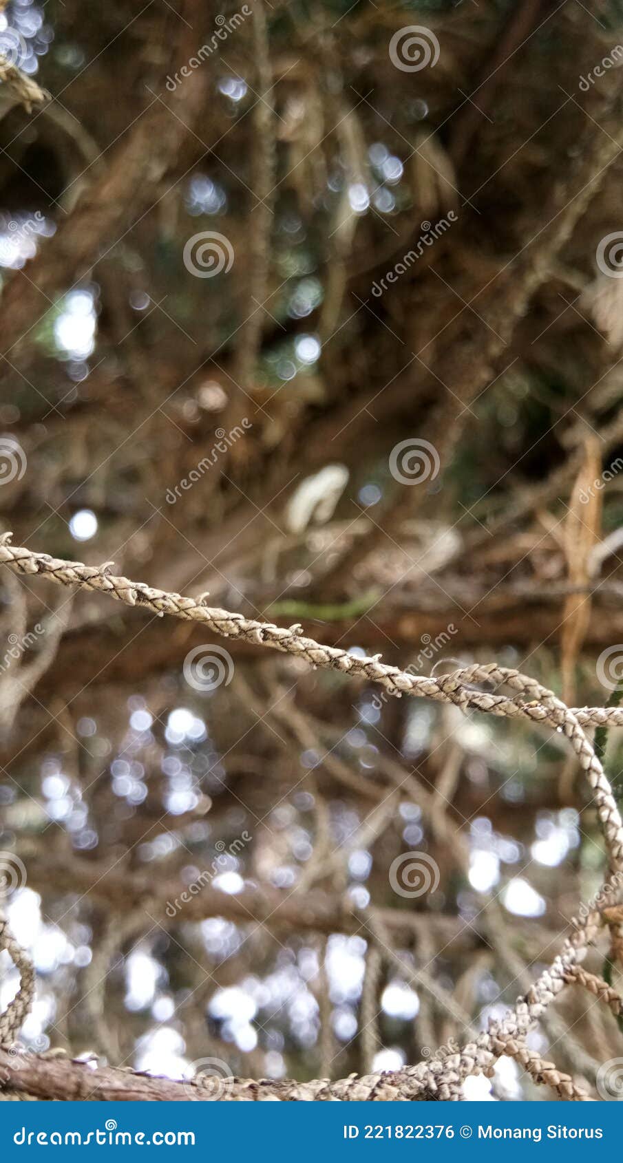 A wonderful tree stock photo. Image of twig, wildlife - 221822376