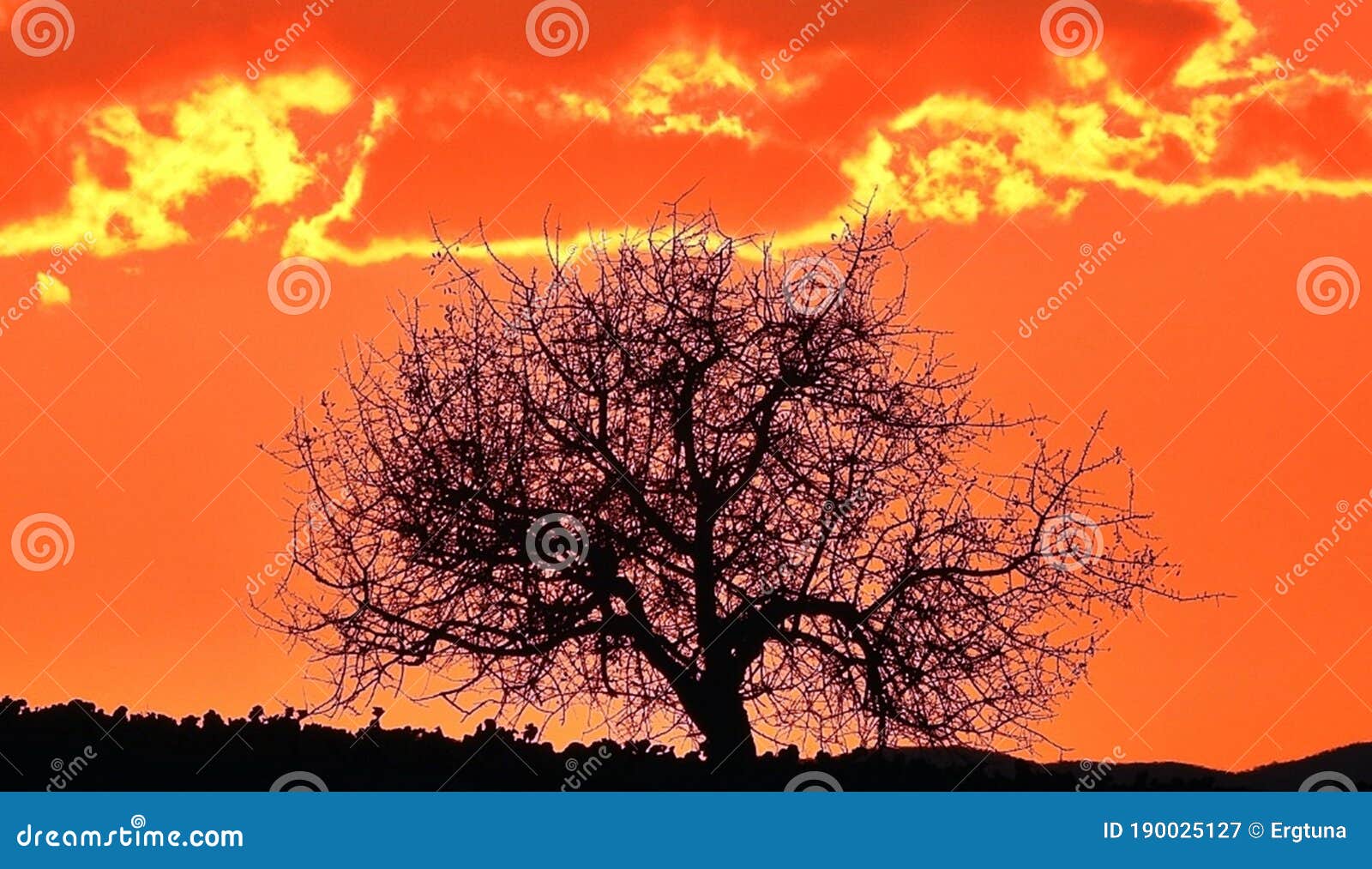 The Wonderful Tree with the Orange Sky Stock Image - Image of clouds ...
