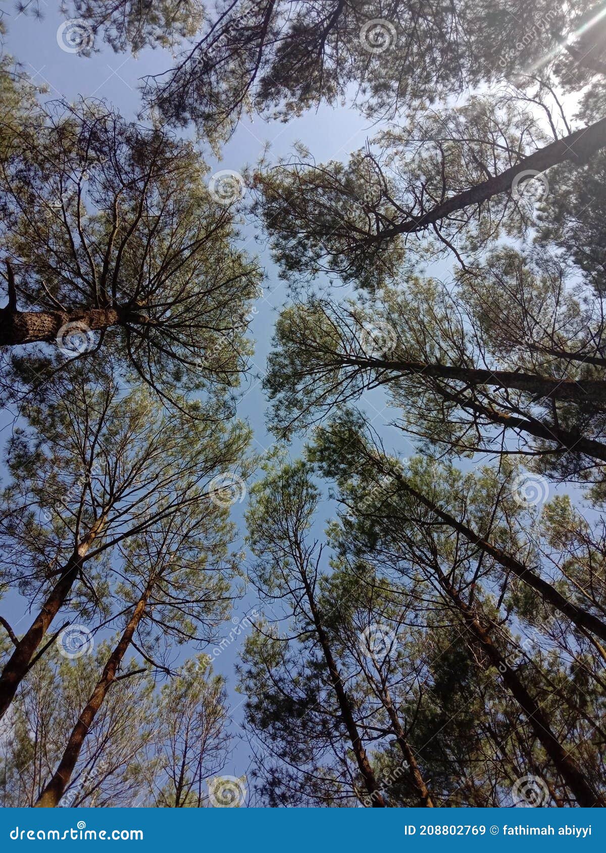 Tusam Pine Trees Object stock image. Image of wonderful - 208802769