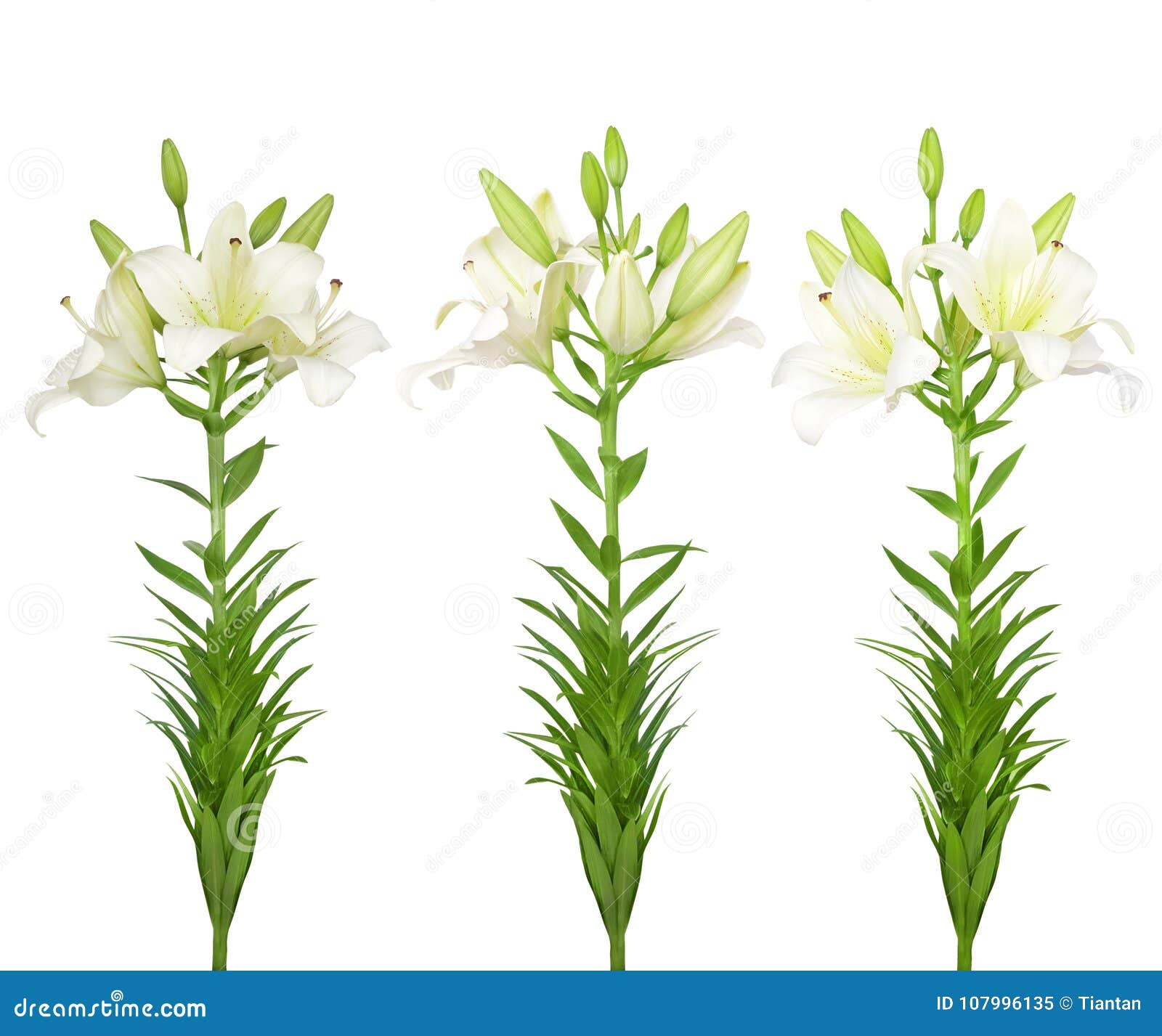 Three white lilies stock image. Image of color, beauty - 107996135
