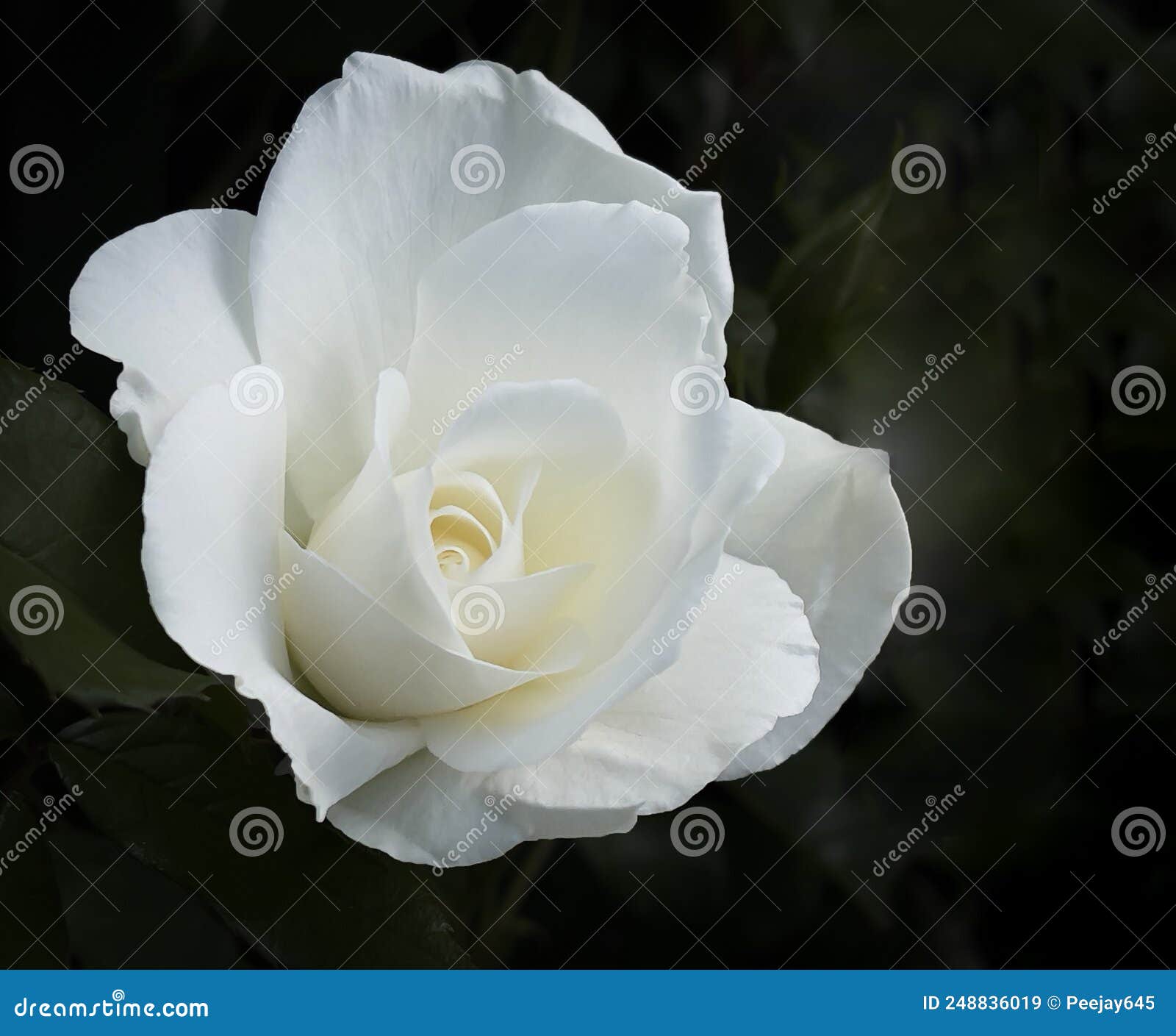Wonderful White Rose in Full Bloom Stock Image - Image of plants, bloom ...