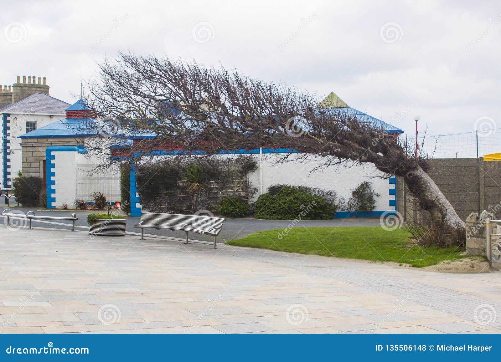 A Wonderful Windswept Tree in the Centre of Newcastle County Down Stock ...