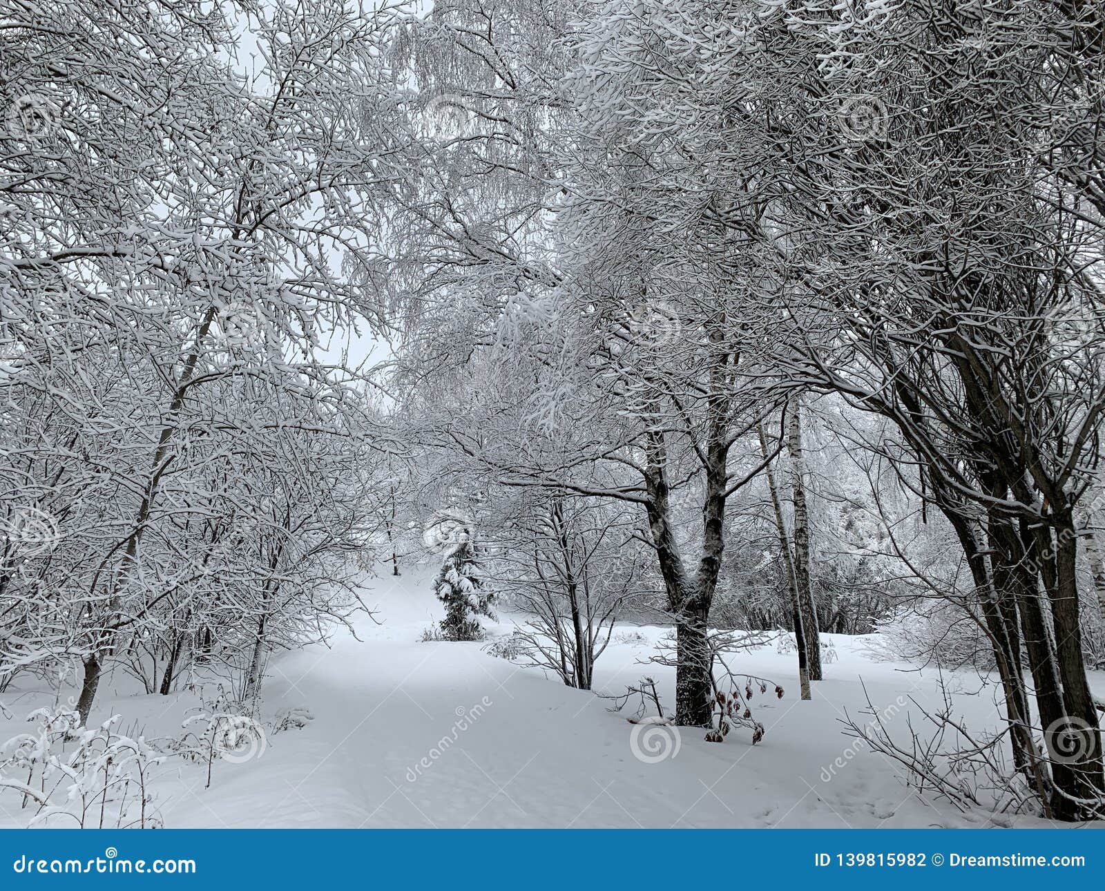 Winter Forest after Snowfall Stock Photo - Image of nature, white ...