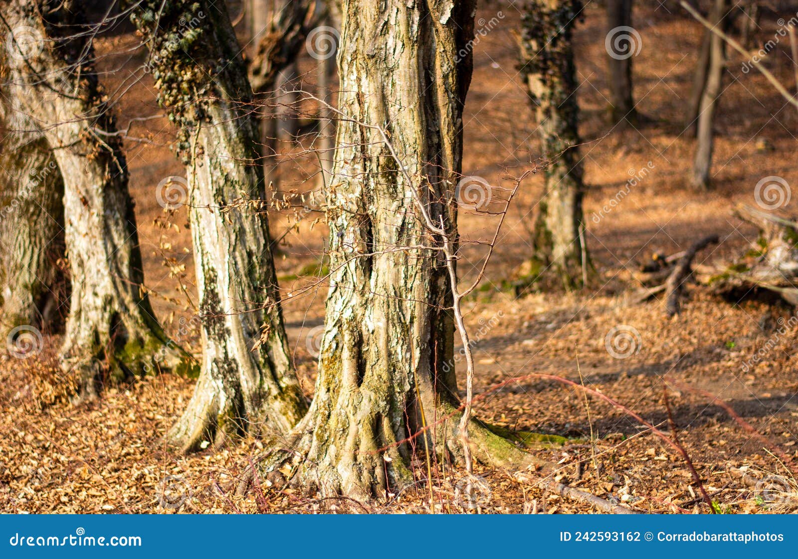 The Melancholy Sad and Desolate Autumn in a Wood of Ancient Trees Stock ...