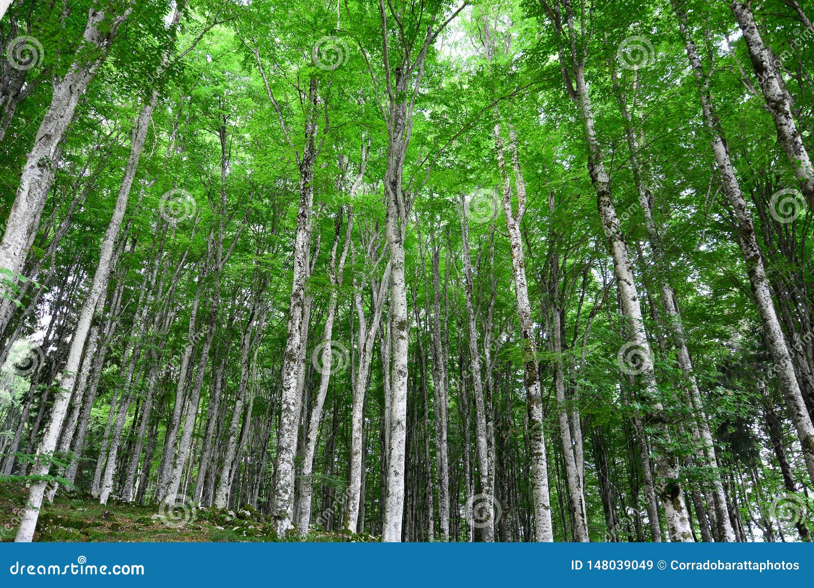 The Relaxing Green of the Forest Stock Image - Image of biking, aspen ...