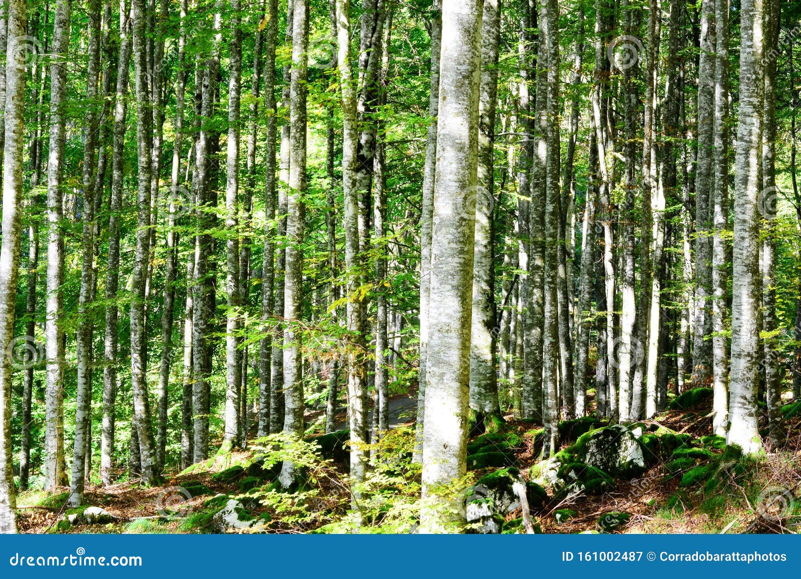 Sunbeams in the Forest in Spring Stock Image - Image of landscape ...