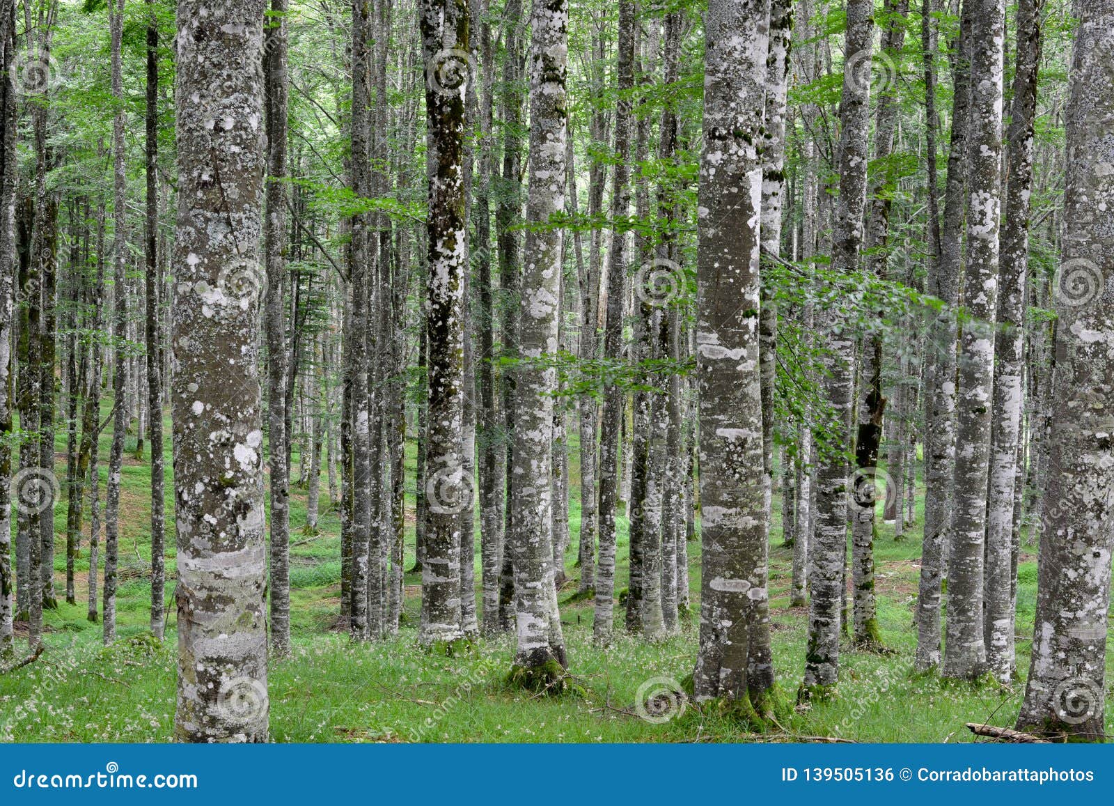 A Beautiful Forest in Spring, Surrounded by Silence Stock Photo - Image ...