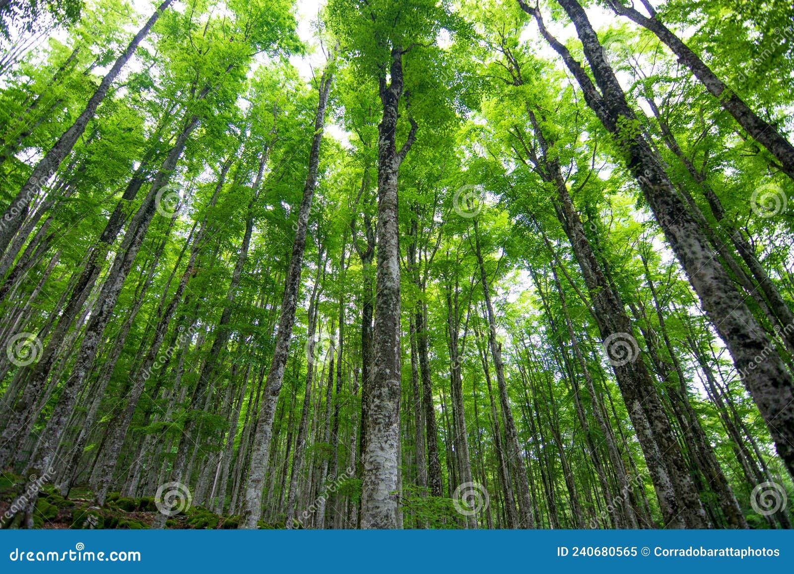 A Magnificent Forest Illuminated by Sunlight Stock Image - Image of ...