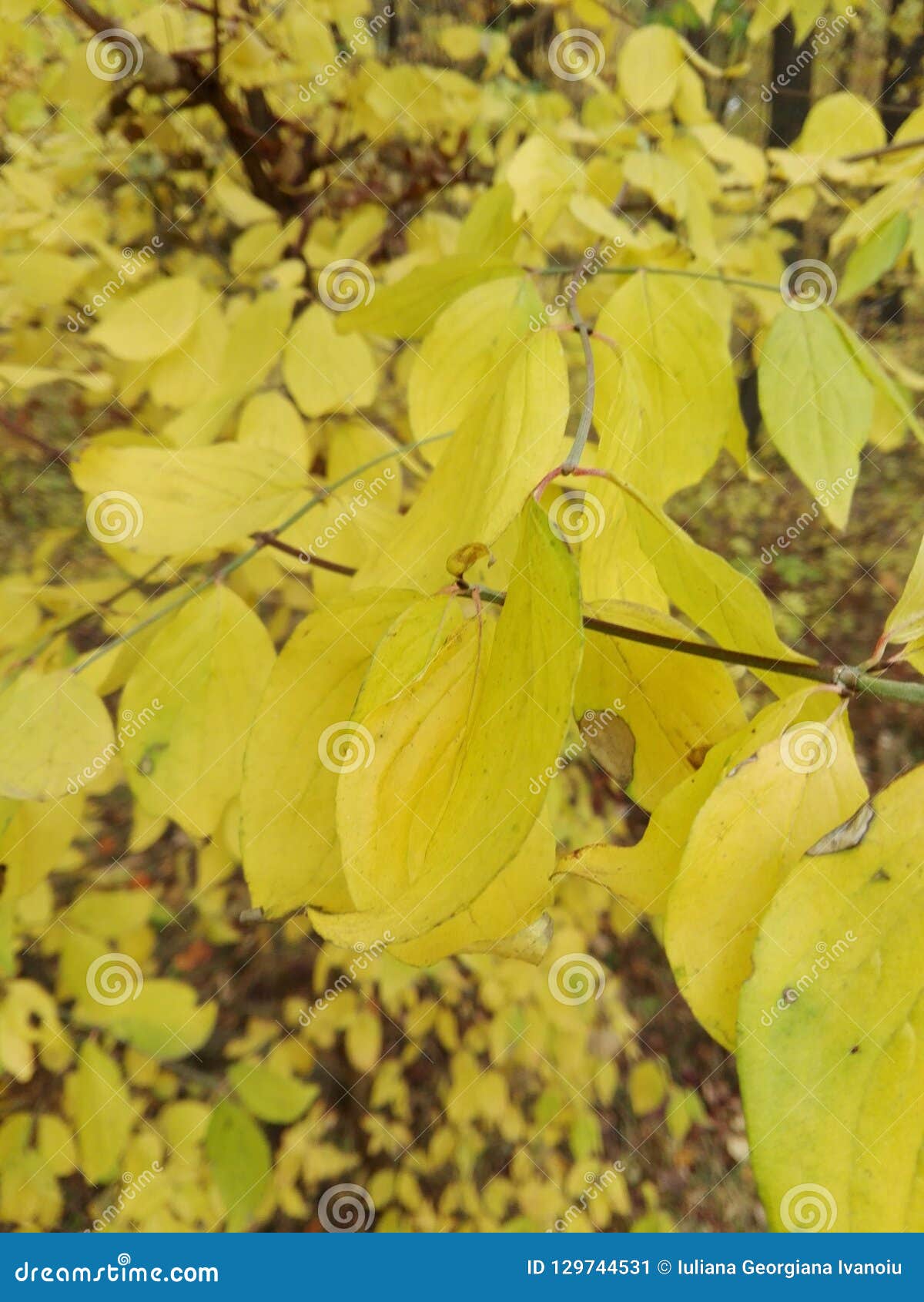 Wonderful Yellow Tree in a Little Forest Stock Image - Image of leaf ...