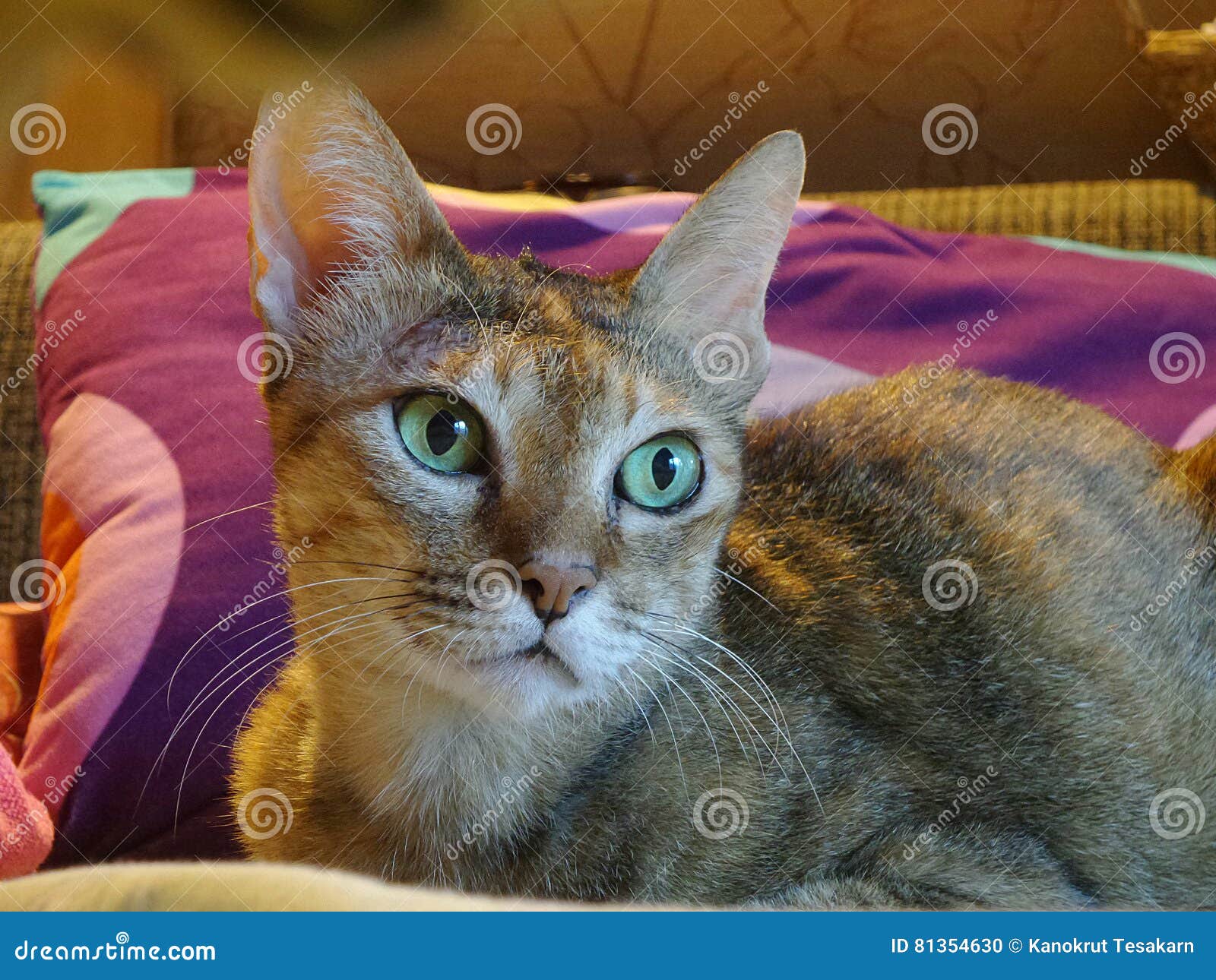 Wondering cat stock photo. Image of pink, eyes, open - 81354630