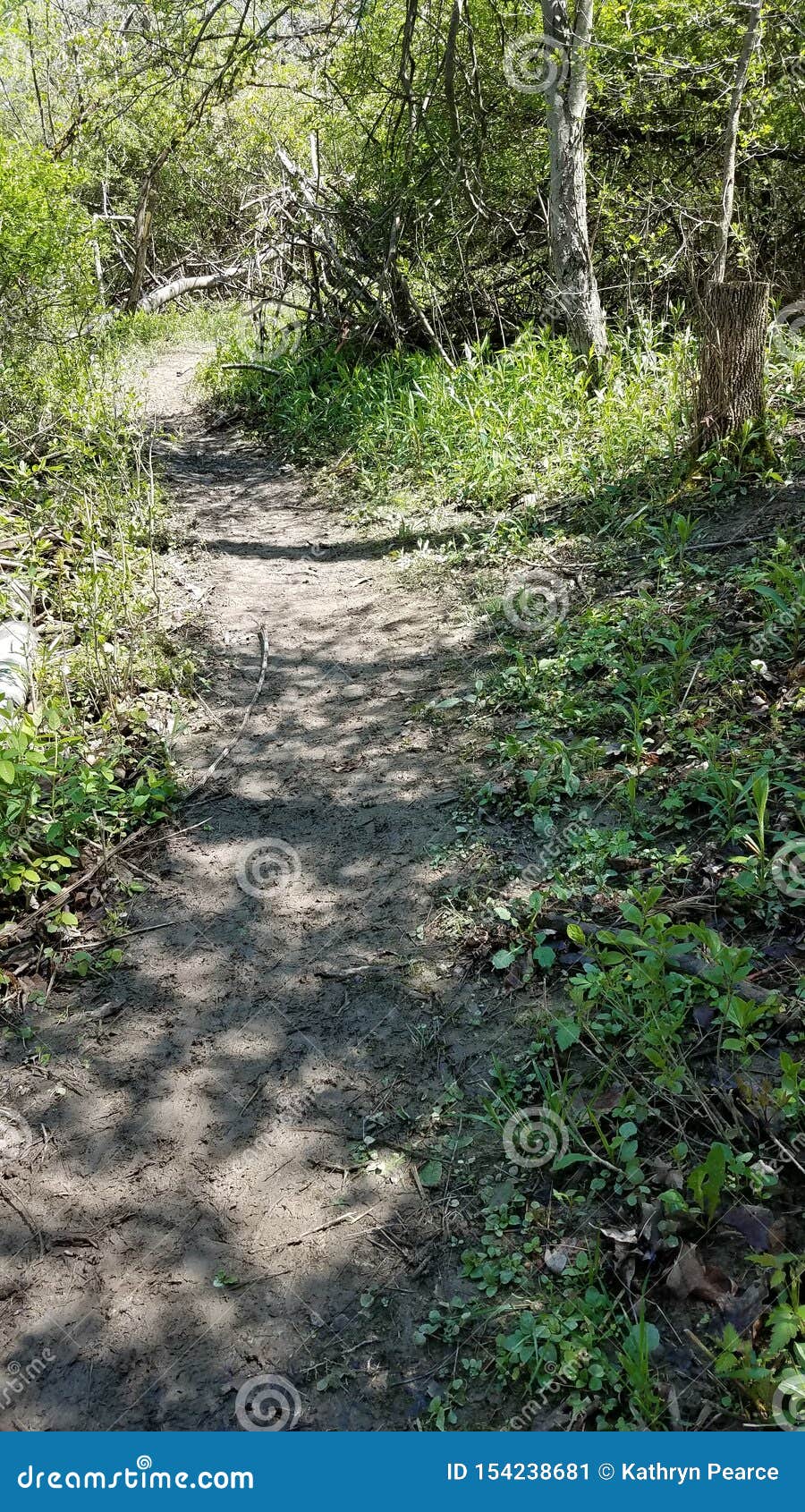 Wondering Forrest path stock image. Image of spring - 154238681