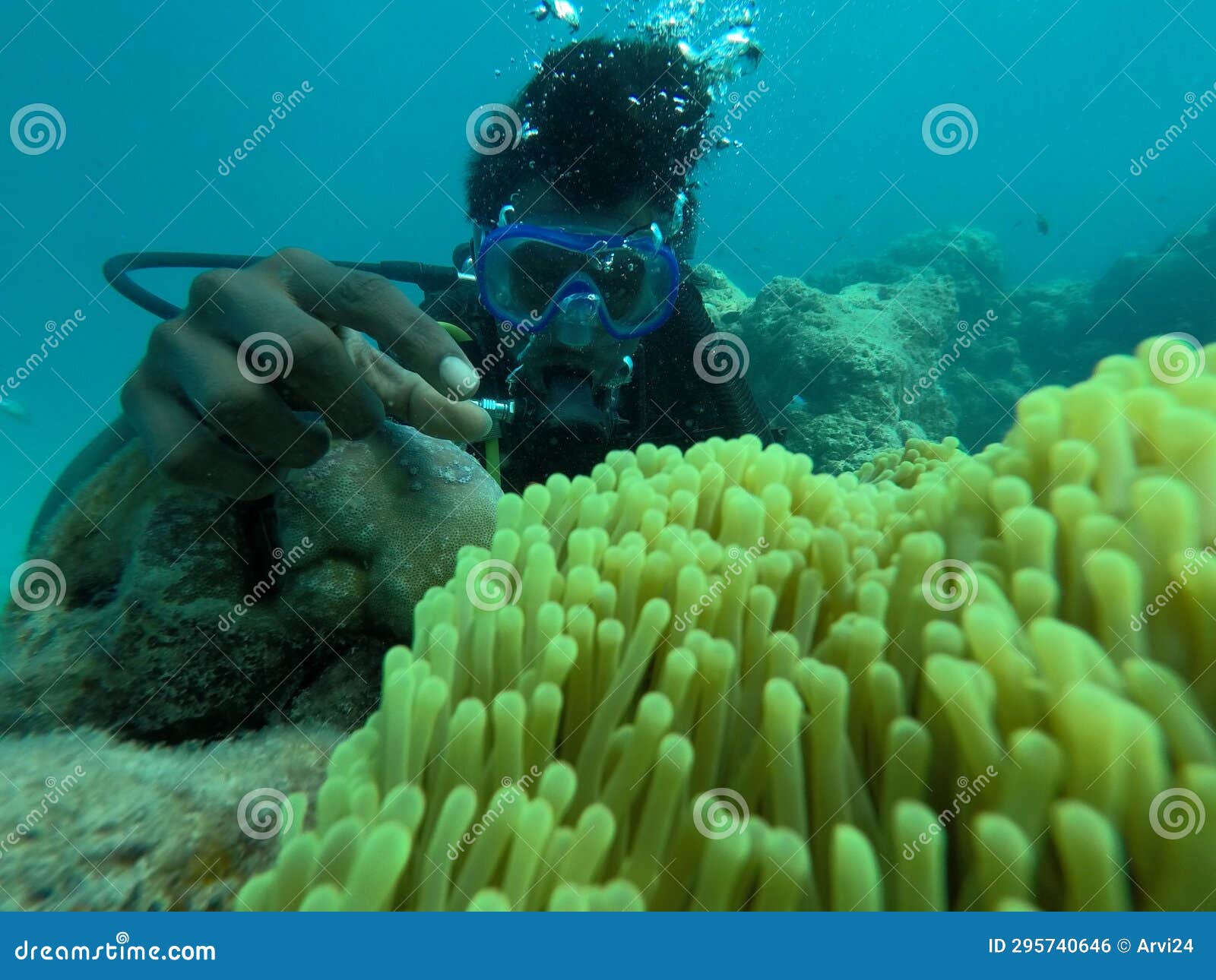 Closer View of a Nemo Fish House on Top of the Coral Reef Stock Photo ...