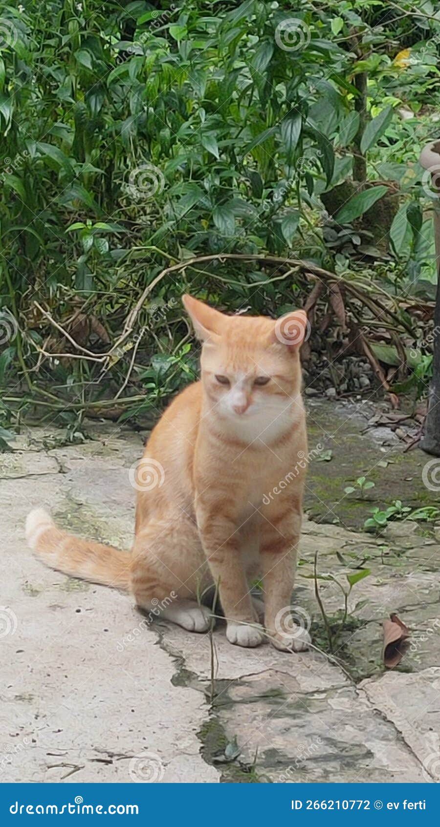 Wondering Orange Cat Very Cute Stock Photo - Image of wondering, ocat ...