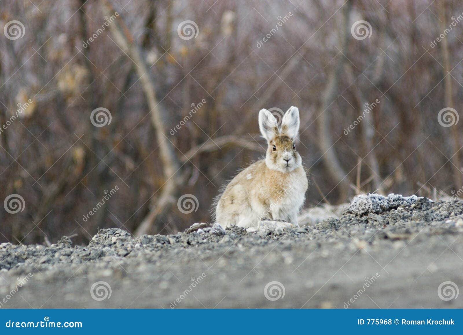 Wondering rabbit stock photo. Image of furry, alaska, denali - 775968