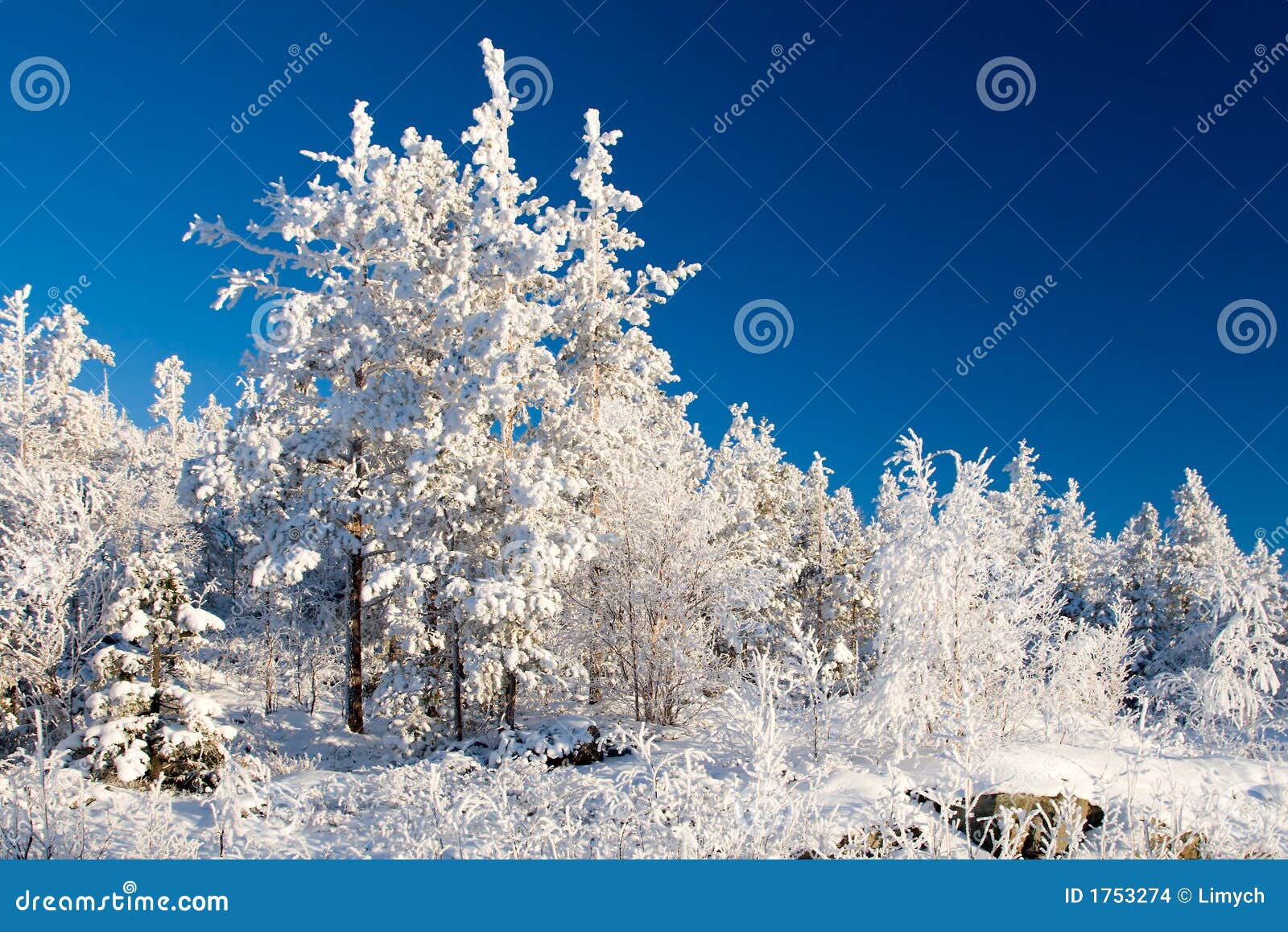 Wonderland Quiet Winter Frozen Forest Stock Photo - Image of mountains ...