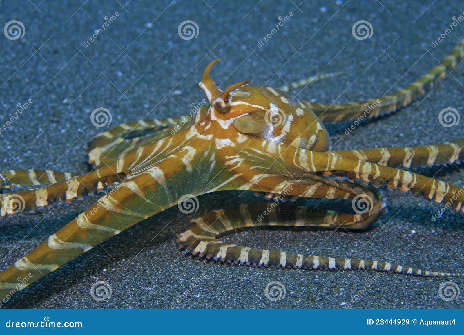 Wonderpus octopus stock image. Image of holiday, bali - 23444929