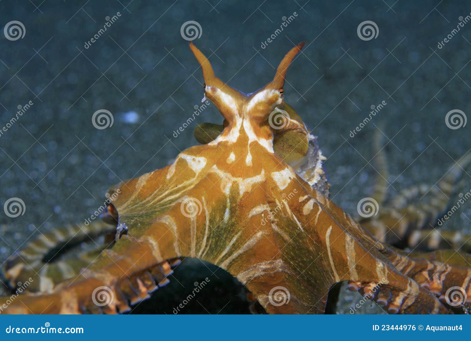 Wonderpus octopus stock photo. Image of eight, aquatic - 23444976