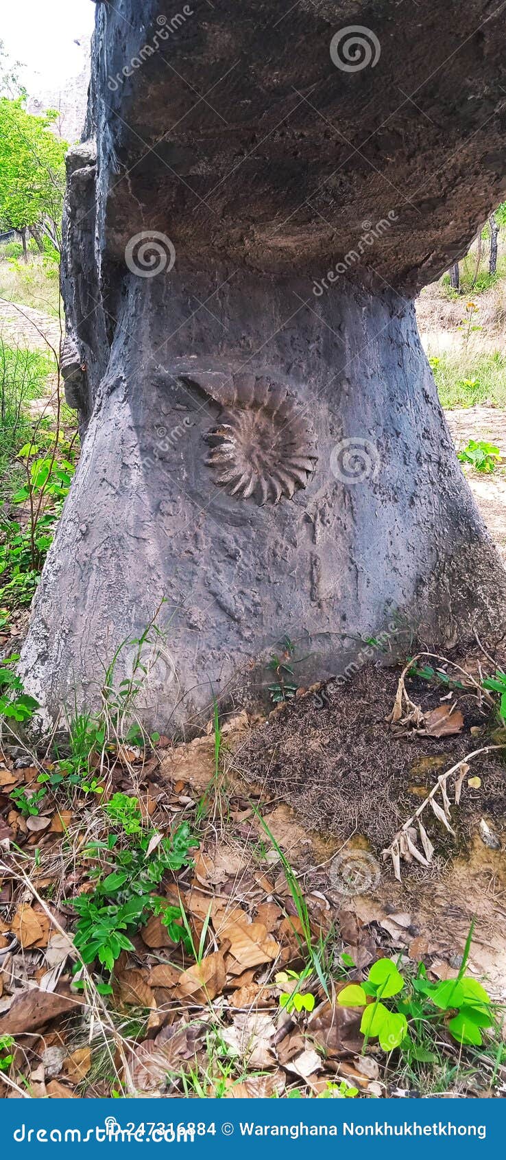 Wonders of Ancient Shellfish Stock Photo - Image of wonders, cemetery ...