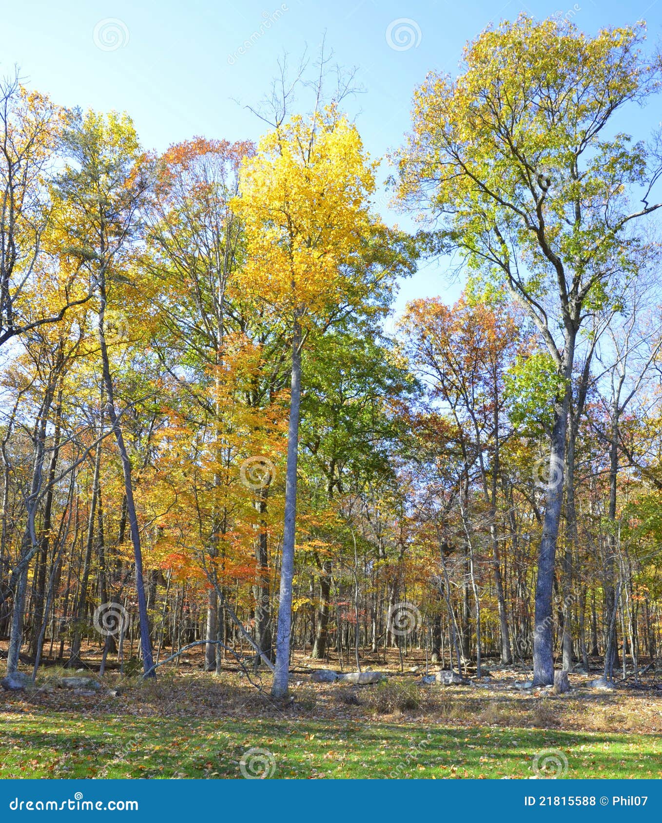 The wonders of fall stock photo. Image of brilliant, lovely - 21815588