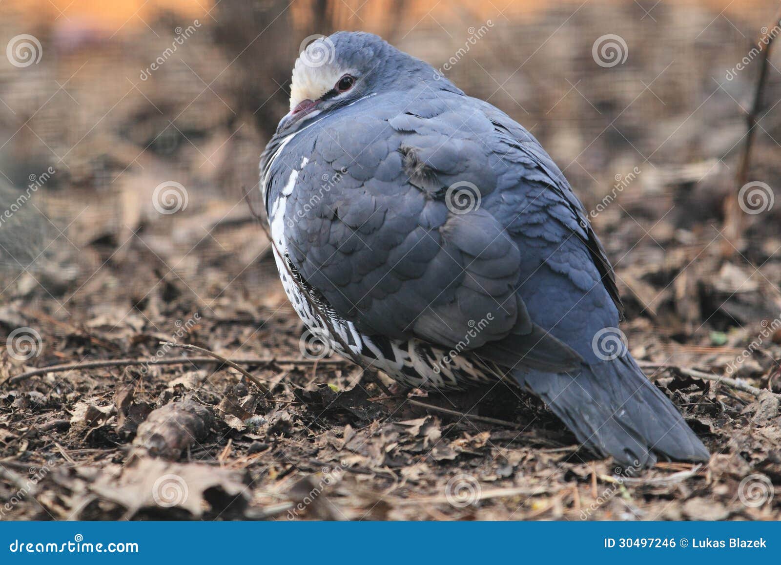 Wonga pigeon stock photo. Image of adult, white, sitting - 30497246