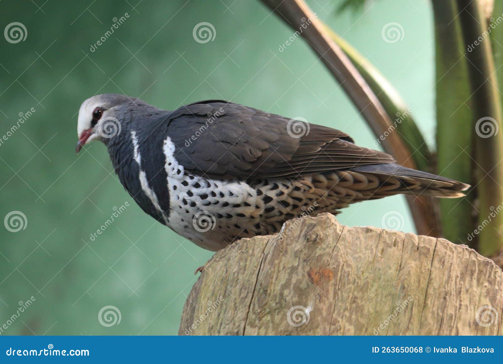 Wonga pigeon stock photo. Image of animal, pigeon, nature - 263650068