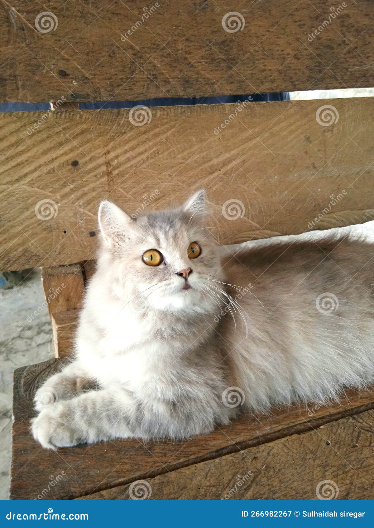 Woni is acute cat stock image. Image of whiskers, kitten - 266982267