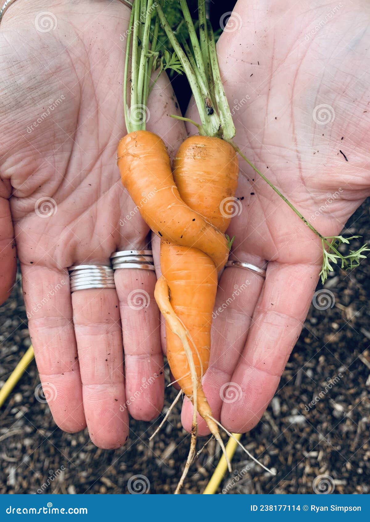Wonky carrots stock photo. Image of root, orange, vegtable - 238177114