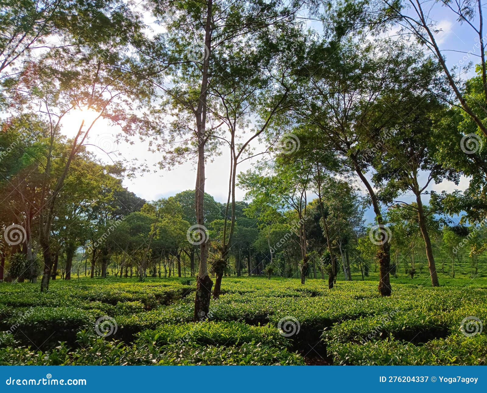 Wonosari Tea Gardens, Lawang, Indonesia Stock Image - Image of wonosari ...