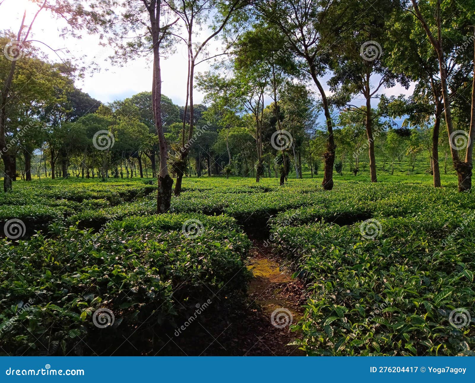 Wonosari Tea Gardens, Lawang, Indonesia Stock Image - Image of lawang ...