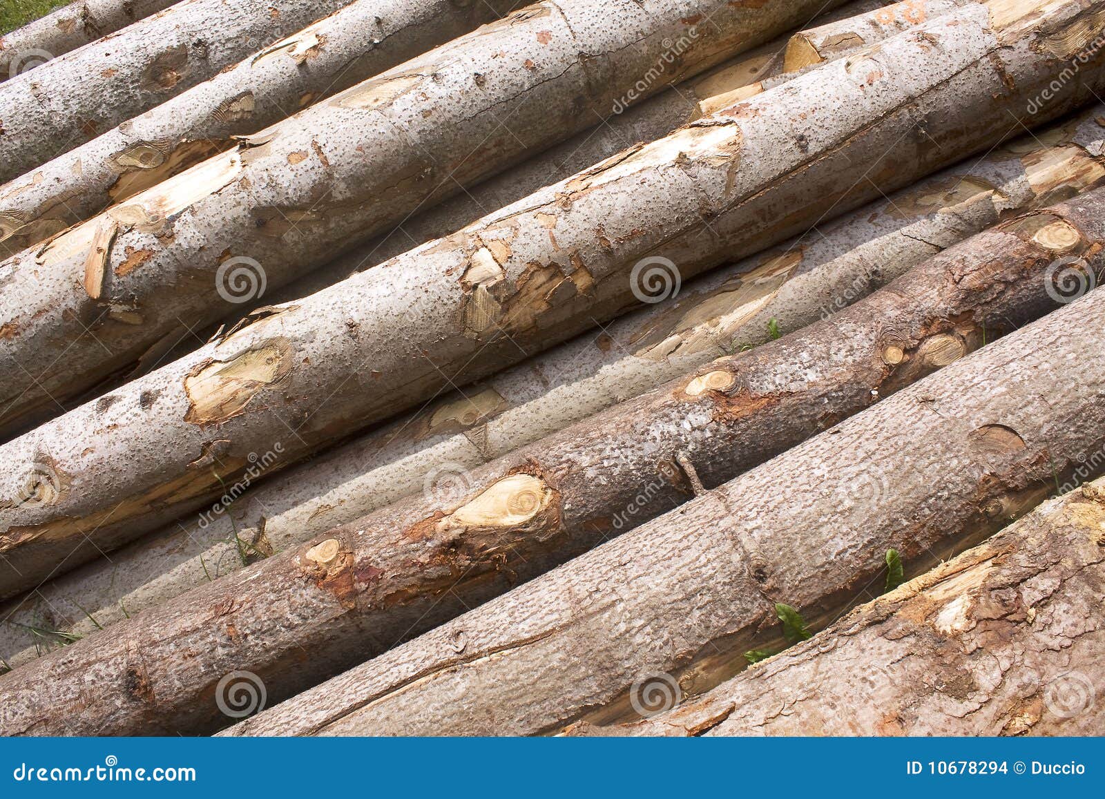 Wood stock photo. Image of round, chopped, fuzzy, forest - 10678294