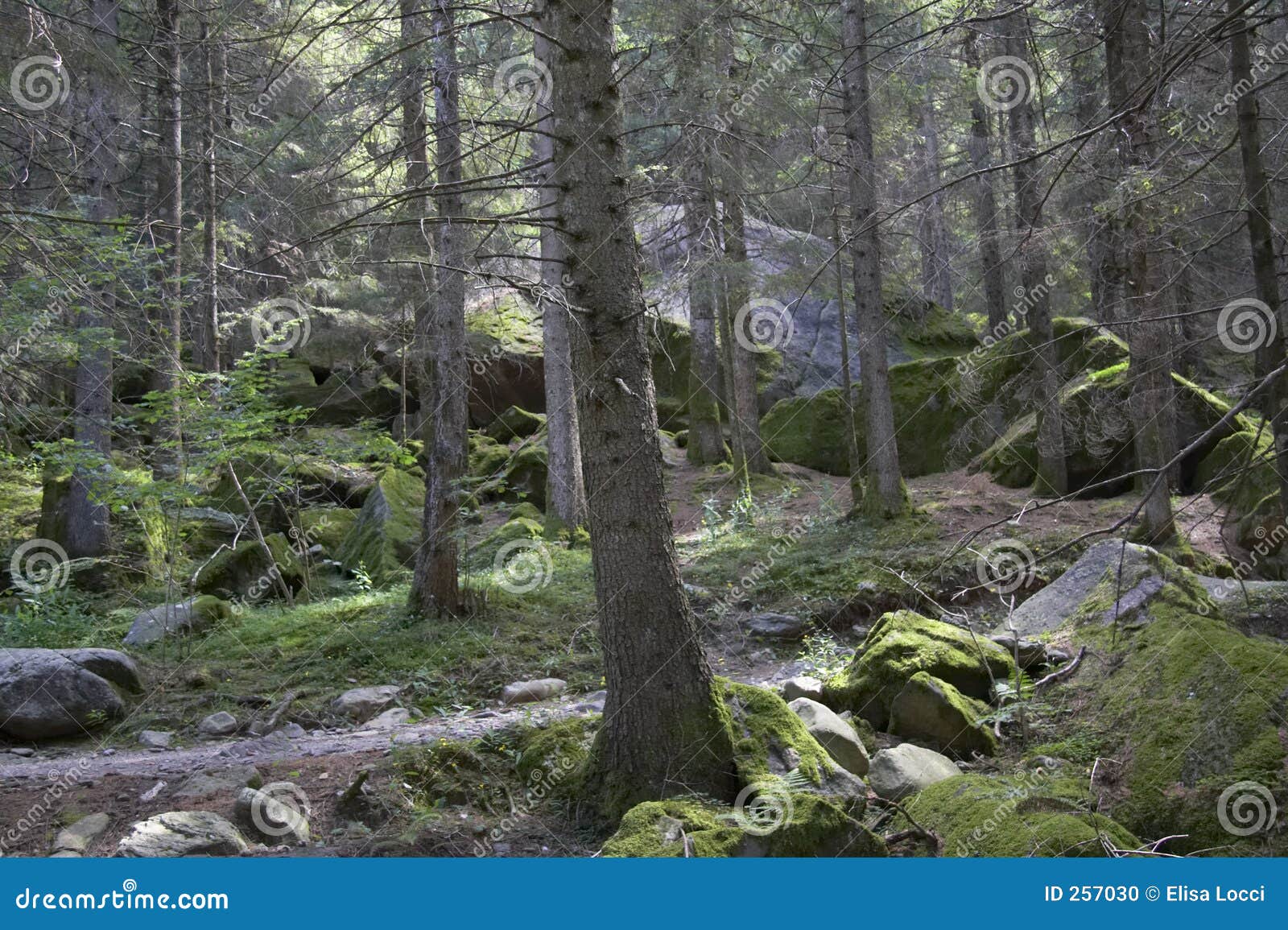 1,038 Musk Wood Stock Photos - Free & Royalty-Free Stock Photos from ...