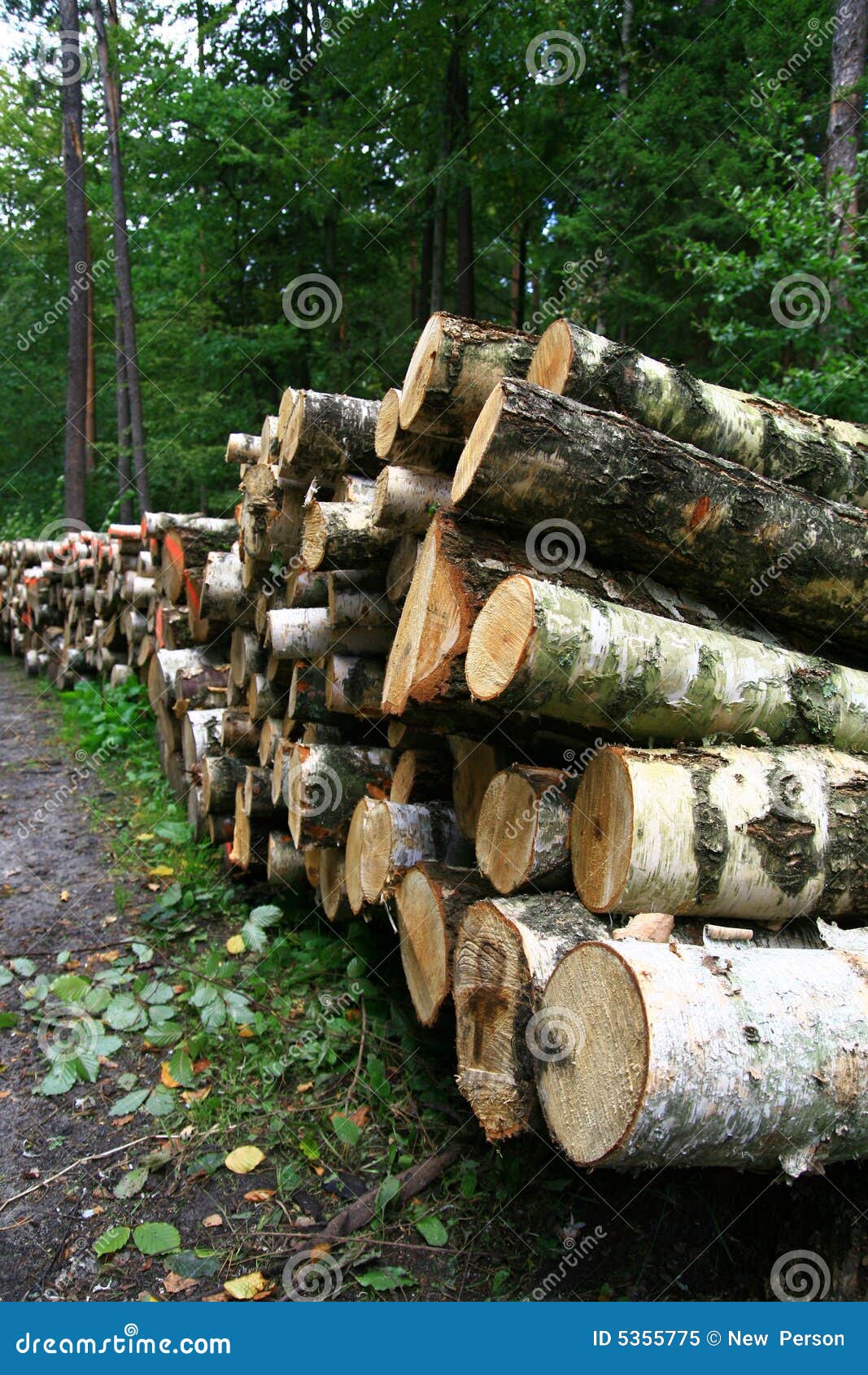 Wood stock image. Image of logs, fell, horizontal, logstack - 5355775