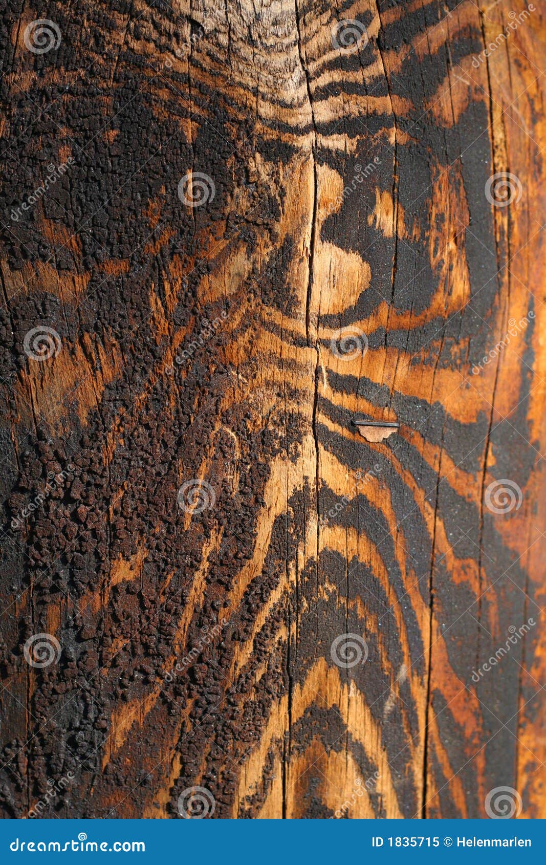 Wood Acquired Tiger Coloring As it Aged Stock Image - Image of close ...