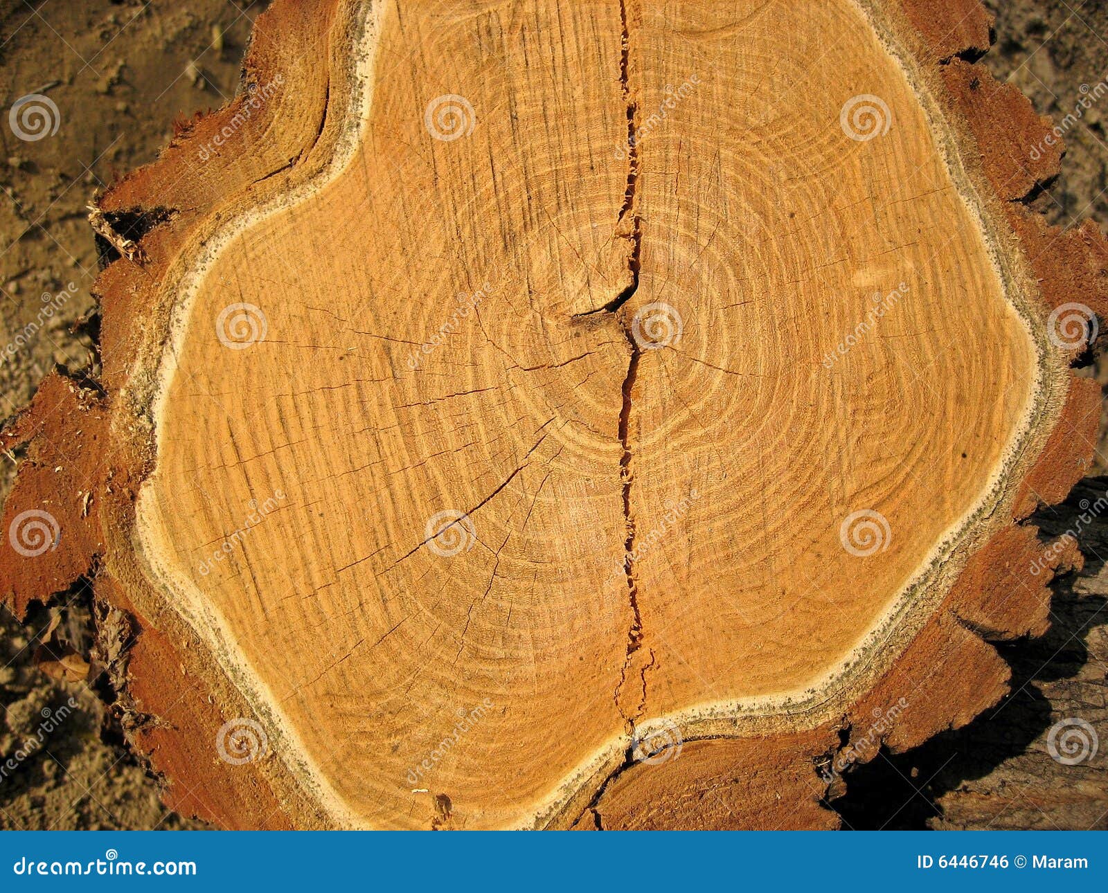 8,673 Wood Age Ring Stock Photos - Free & Royalty-Free Stock Photos ...