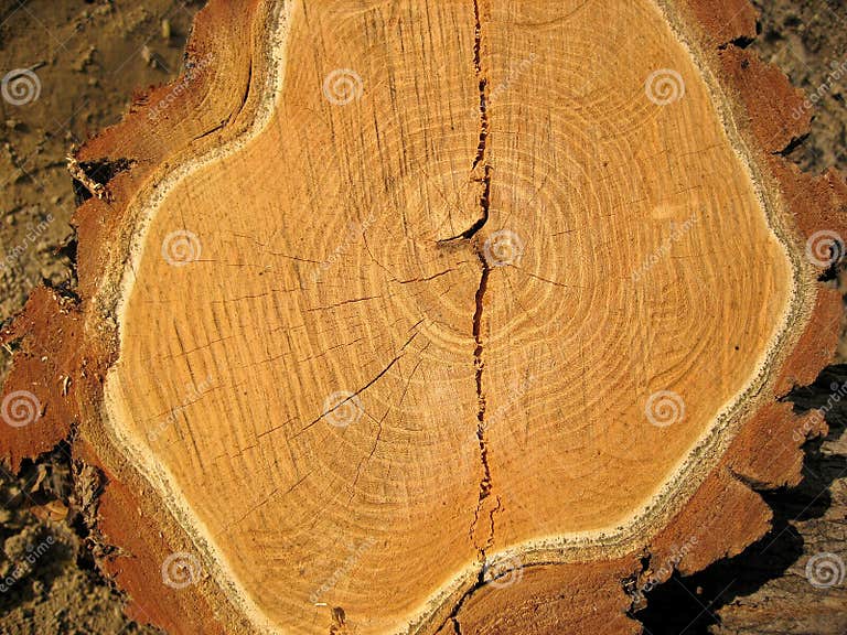 Wood with age ring stock photo. Image of protrction, enviroment - 6446746