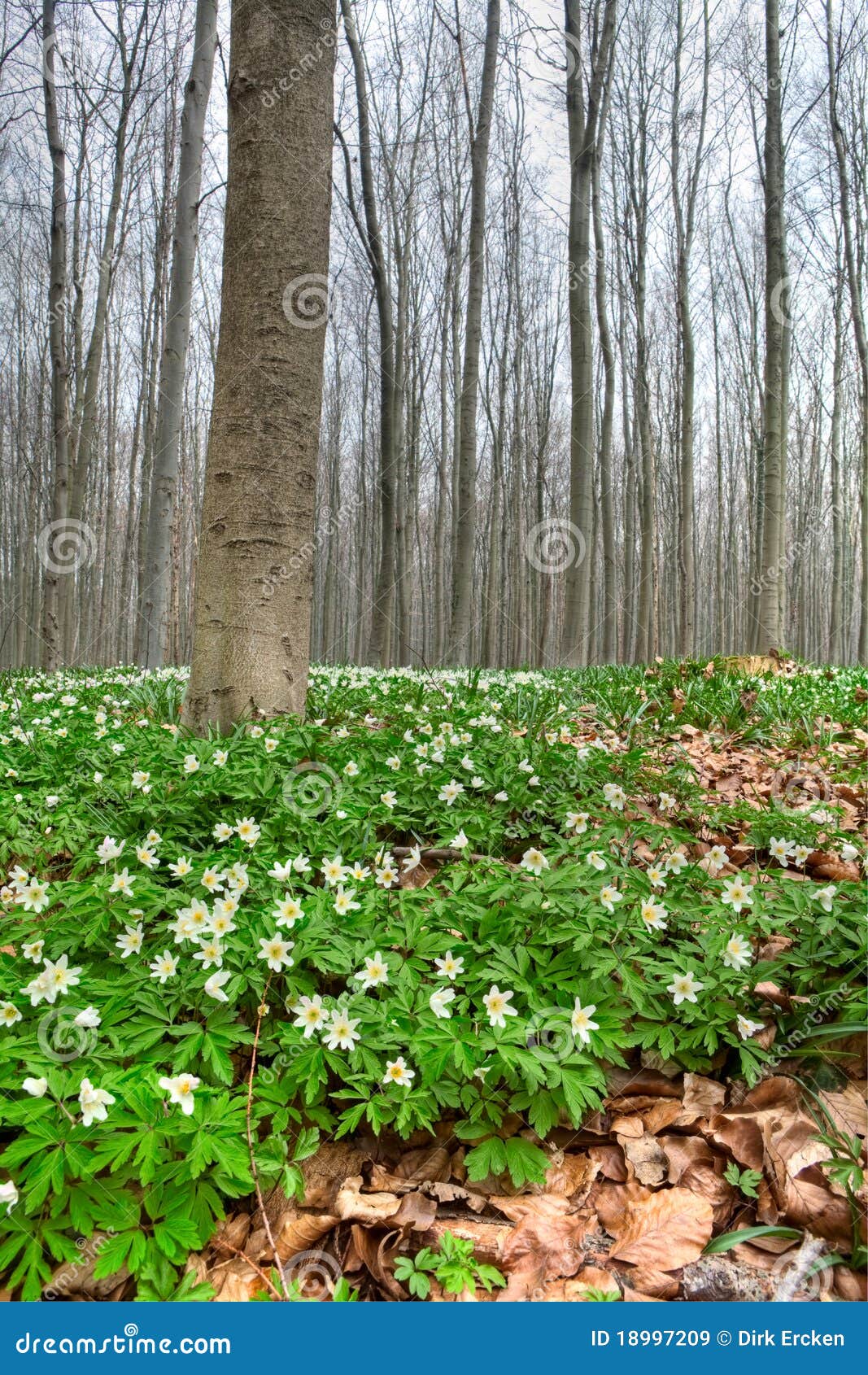 Wood Anemone Spring Forest White Wildflower Stock Image - Image of ...