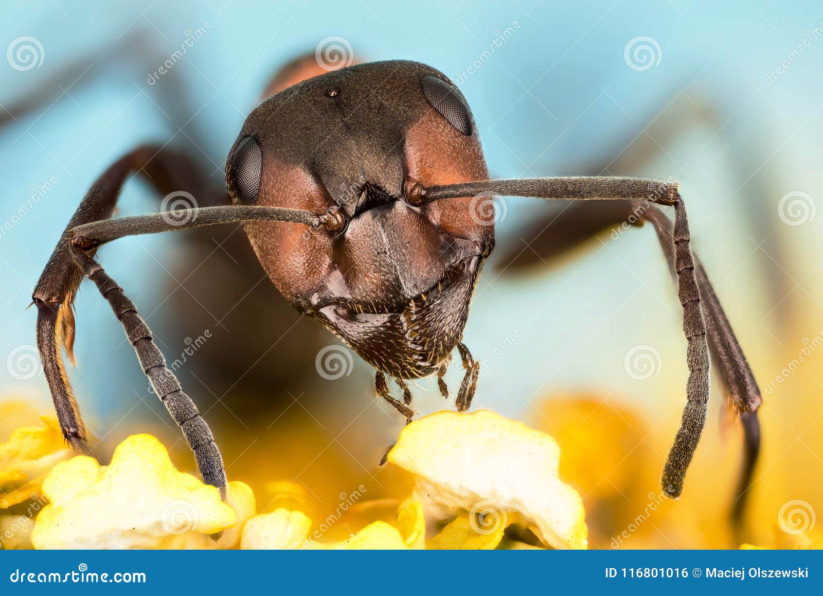 Wood Ant, Ant, Ants, Formica Rufa Stock Photo - Image of macro, rufa ...