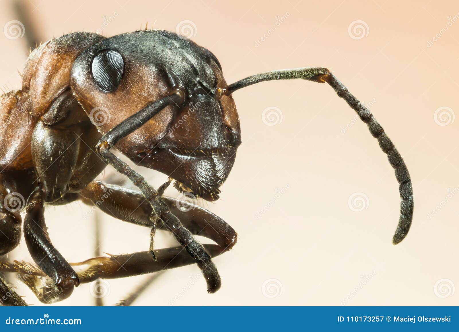 Wood Ant, Ant, Ants, Formica Rufa Stock Image - Image of head, macro ...