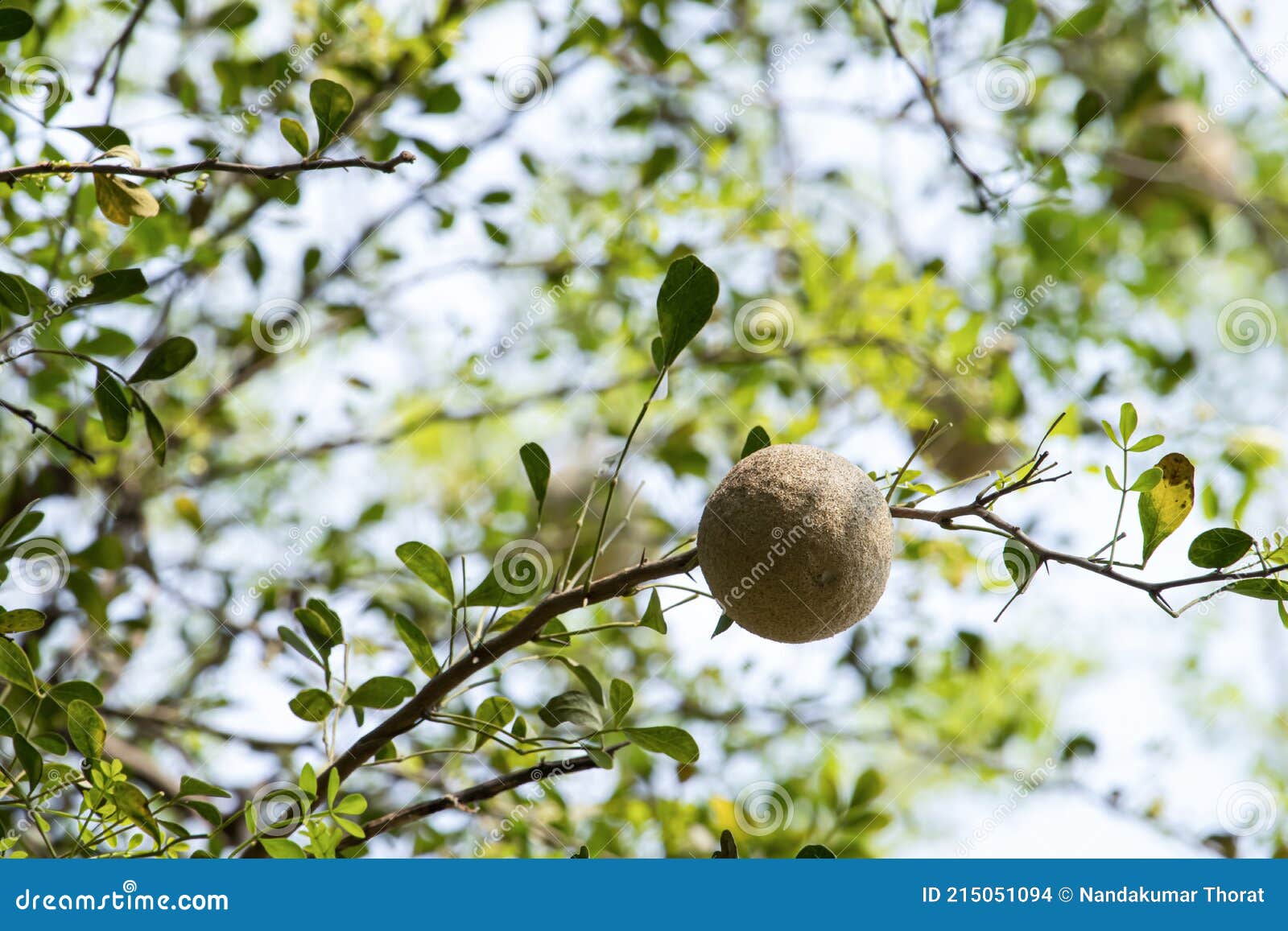 Wood Apple Fruit On The Tree Stock Photo - Image of fruit, hang: 215051094