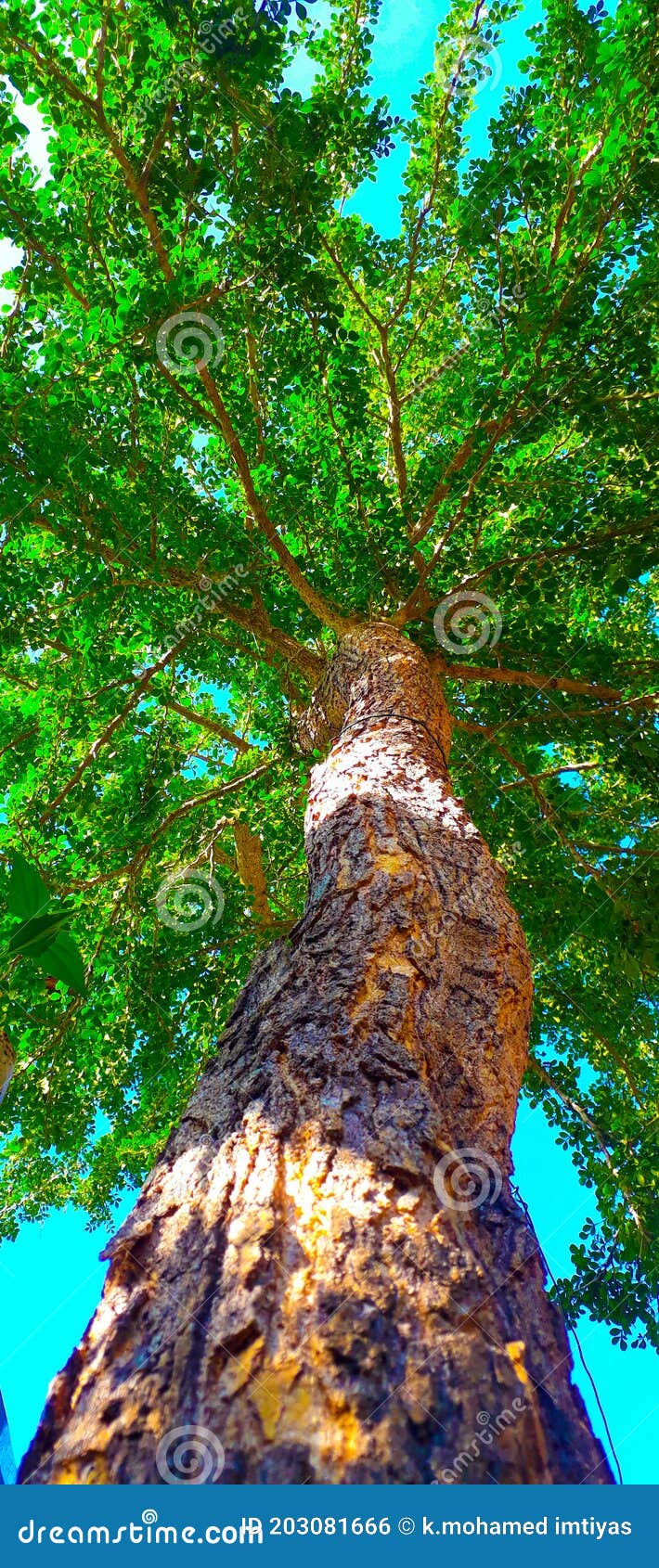Wood apple tree stock photo. Image of soil, jungle, forest - 203081666