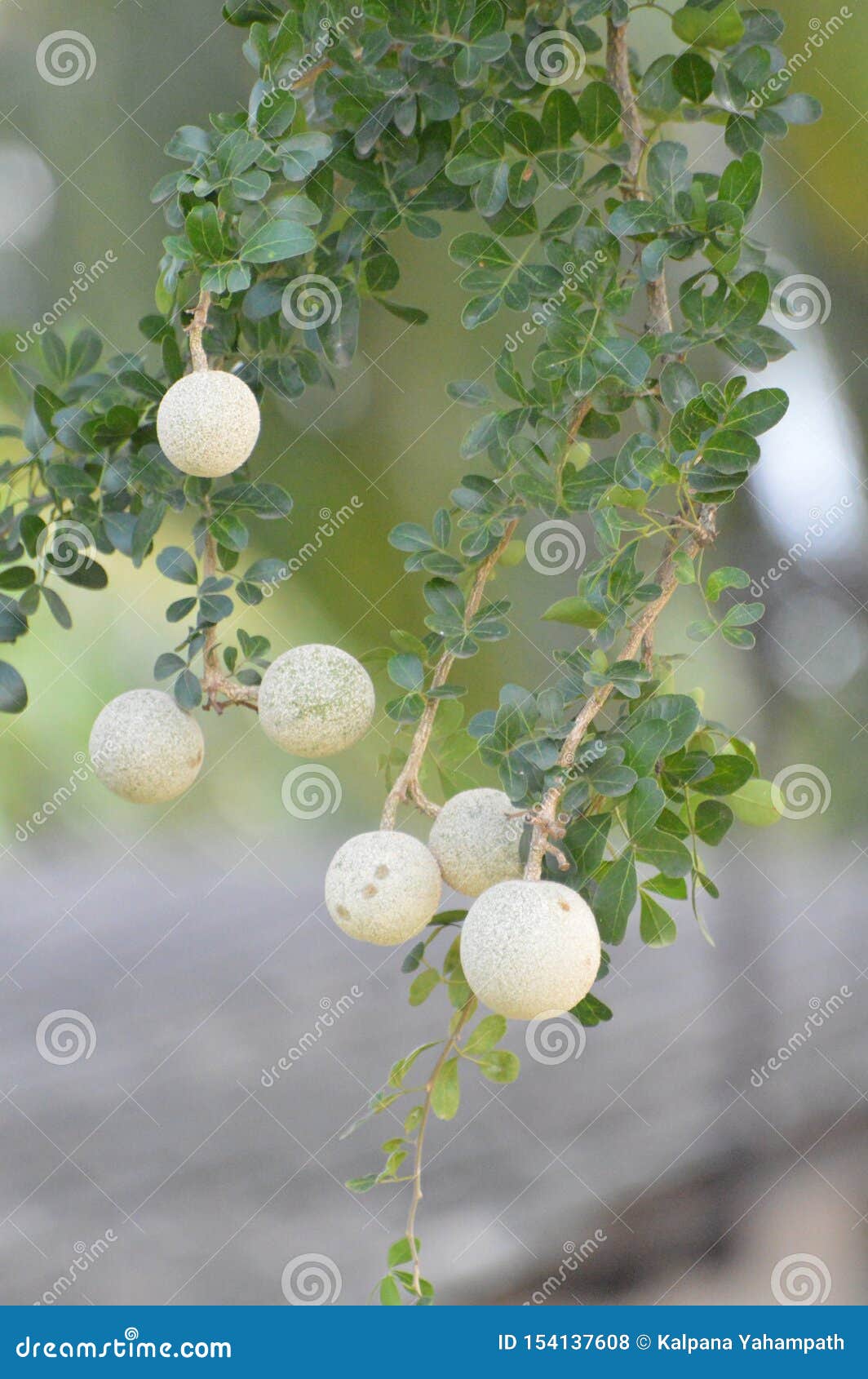 Wood appleTree stock photo. Image of herb, beautiful - 154137608
